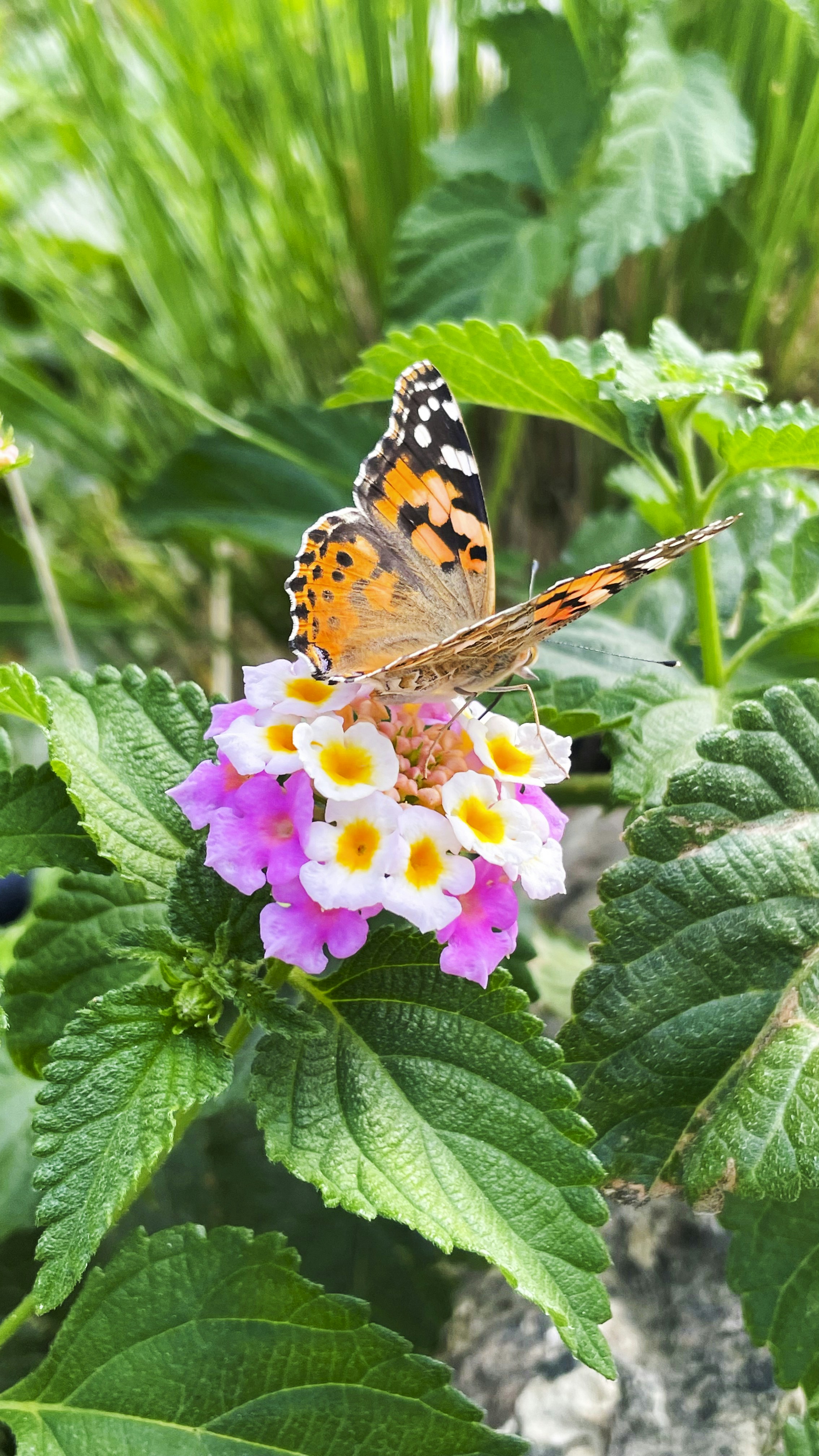 Painted Lady on Lantana Bloom: Nectar Break in a Garden Canvas