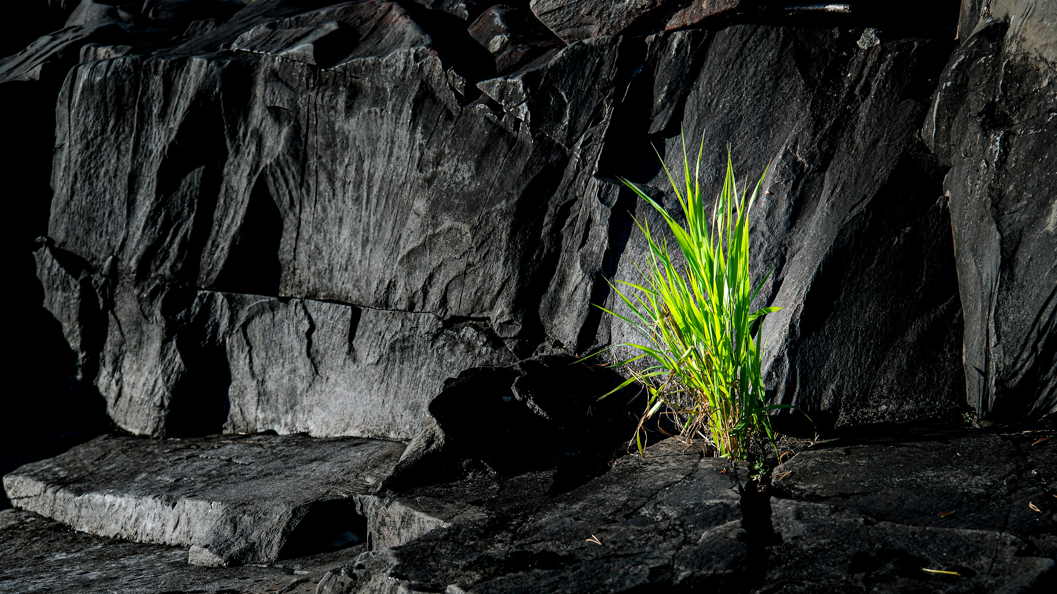 Emergent Grass in a Dark Lava Cave