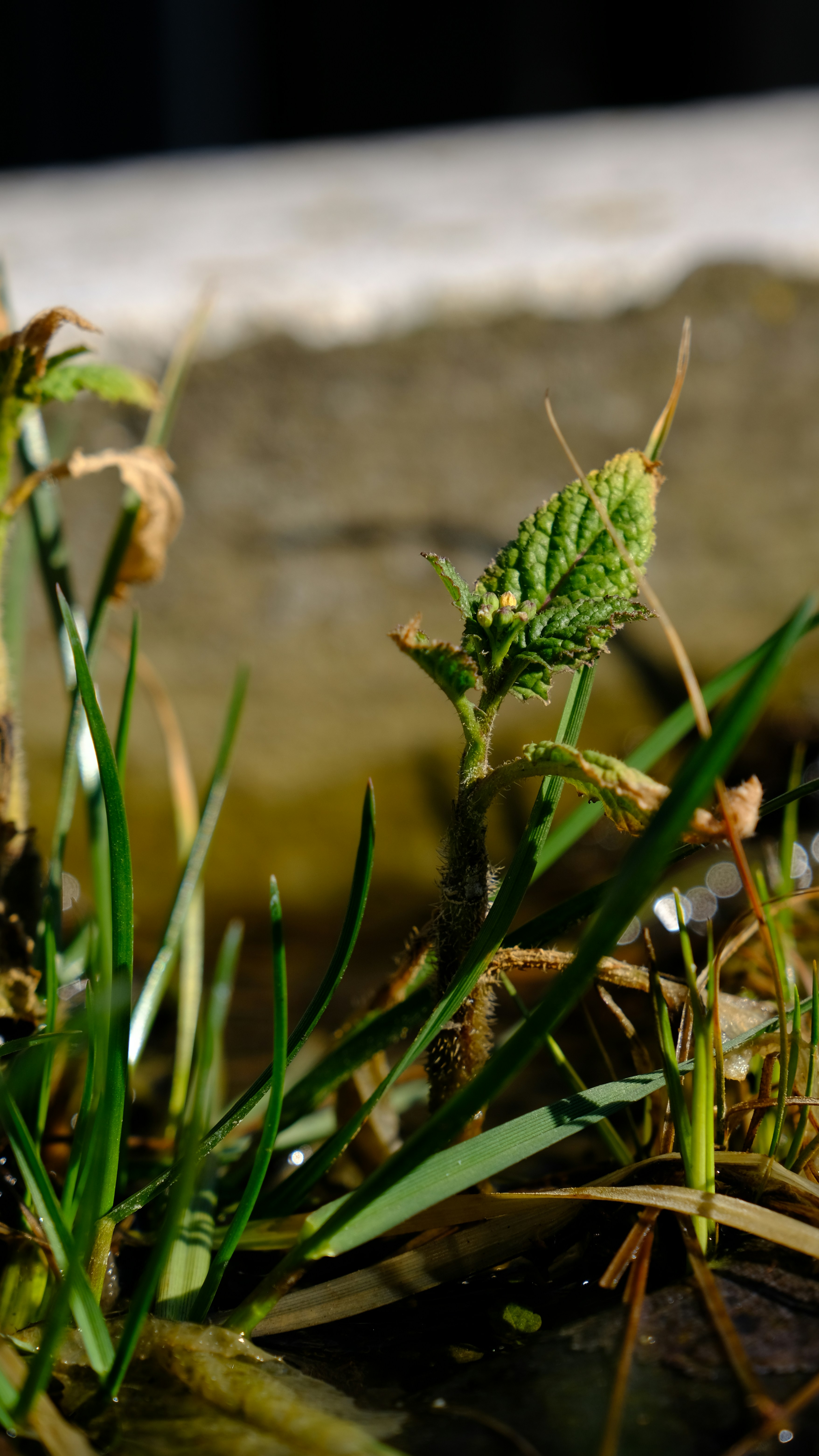 Macro photography of plants rooted in water.