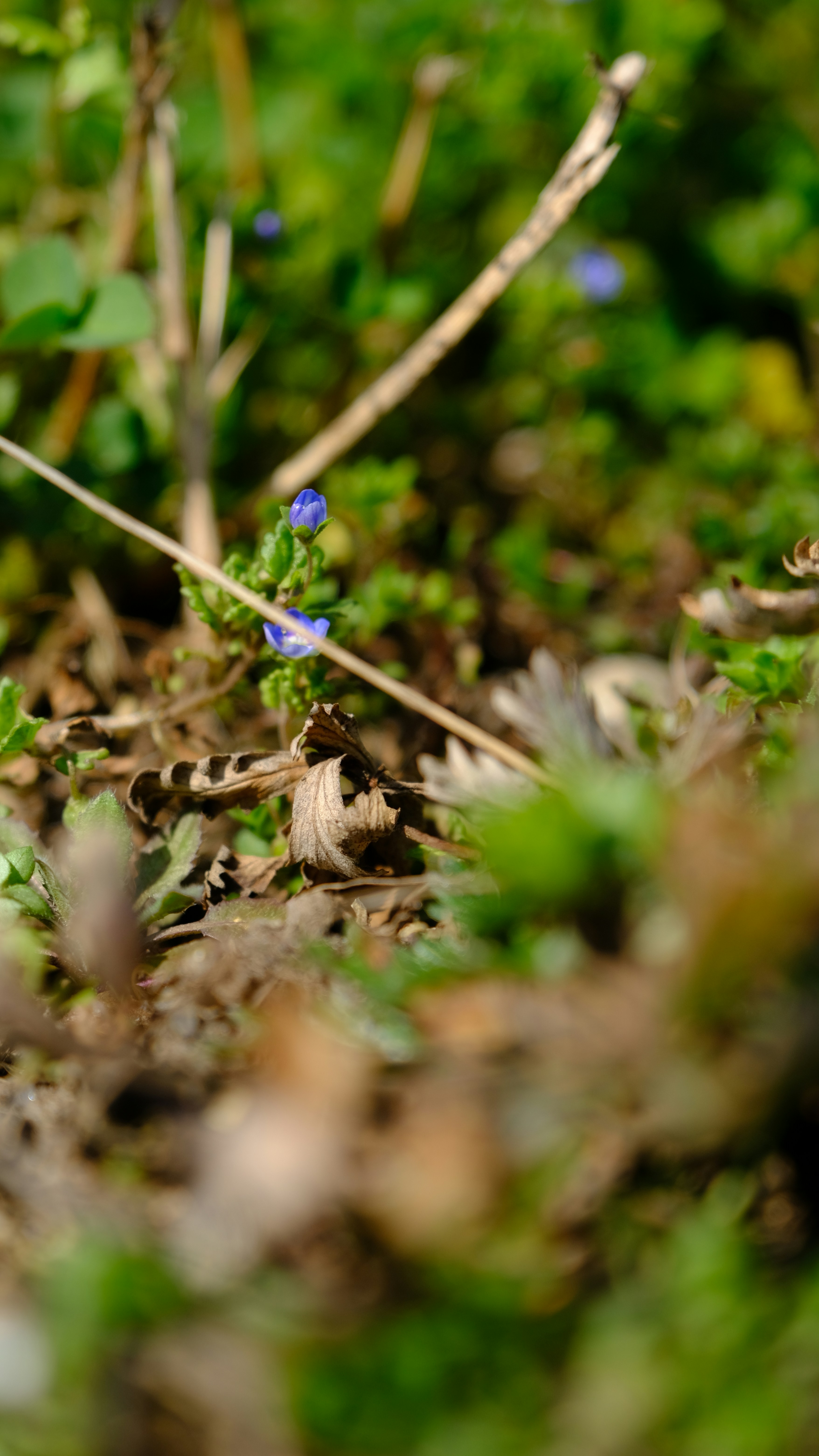 A Tiny Blue Bloom Quietly Emerges from Dried Leaf Litter