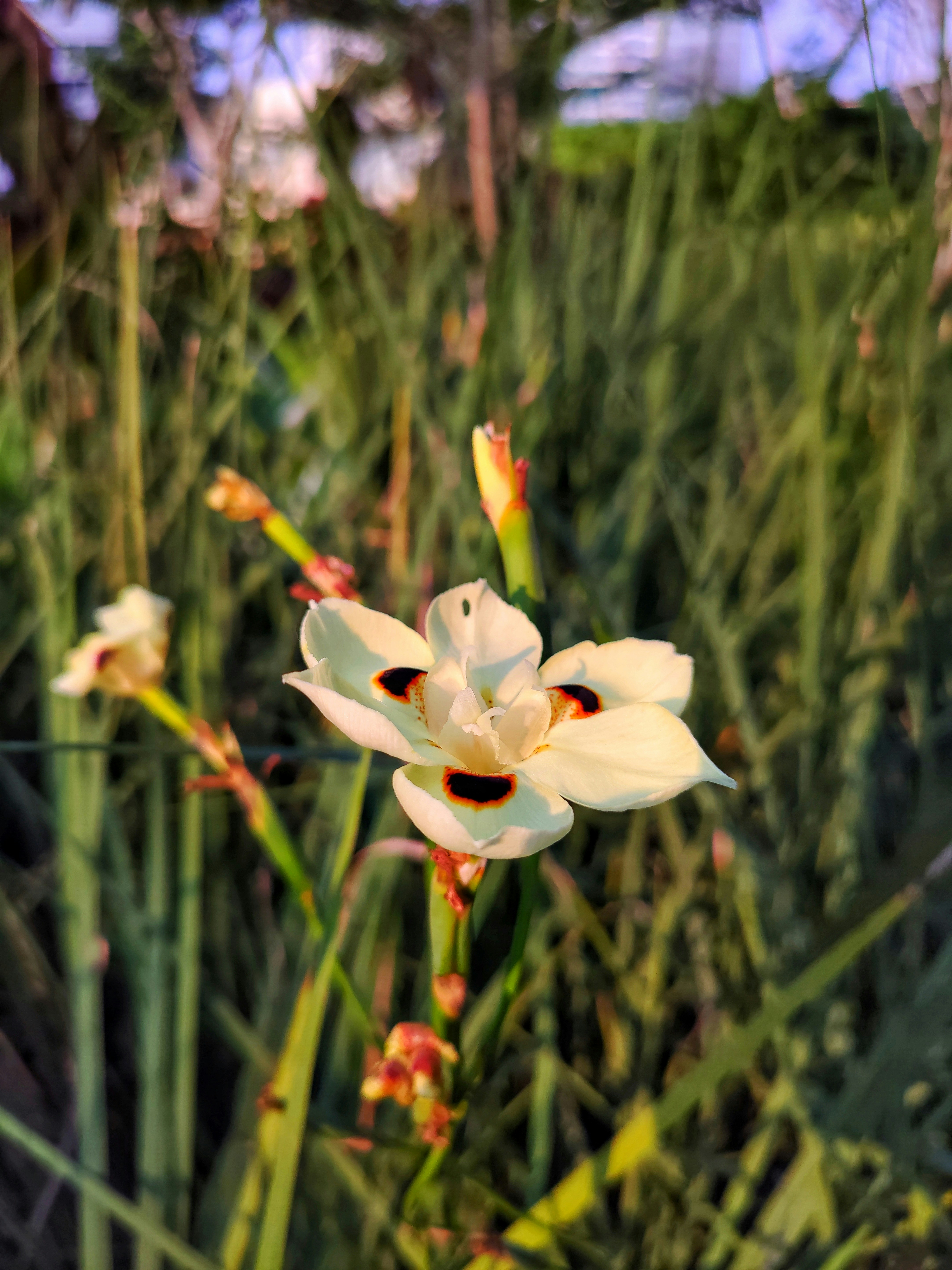 A close up of a flower near some grass photo – Free Jakarta Image on ...