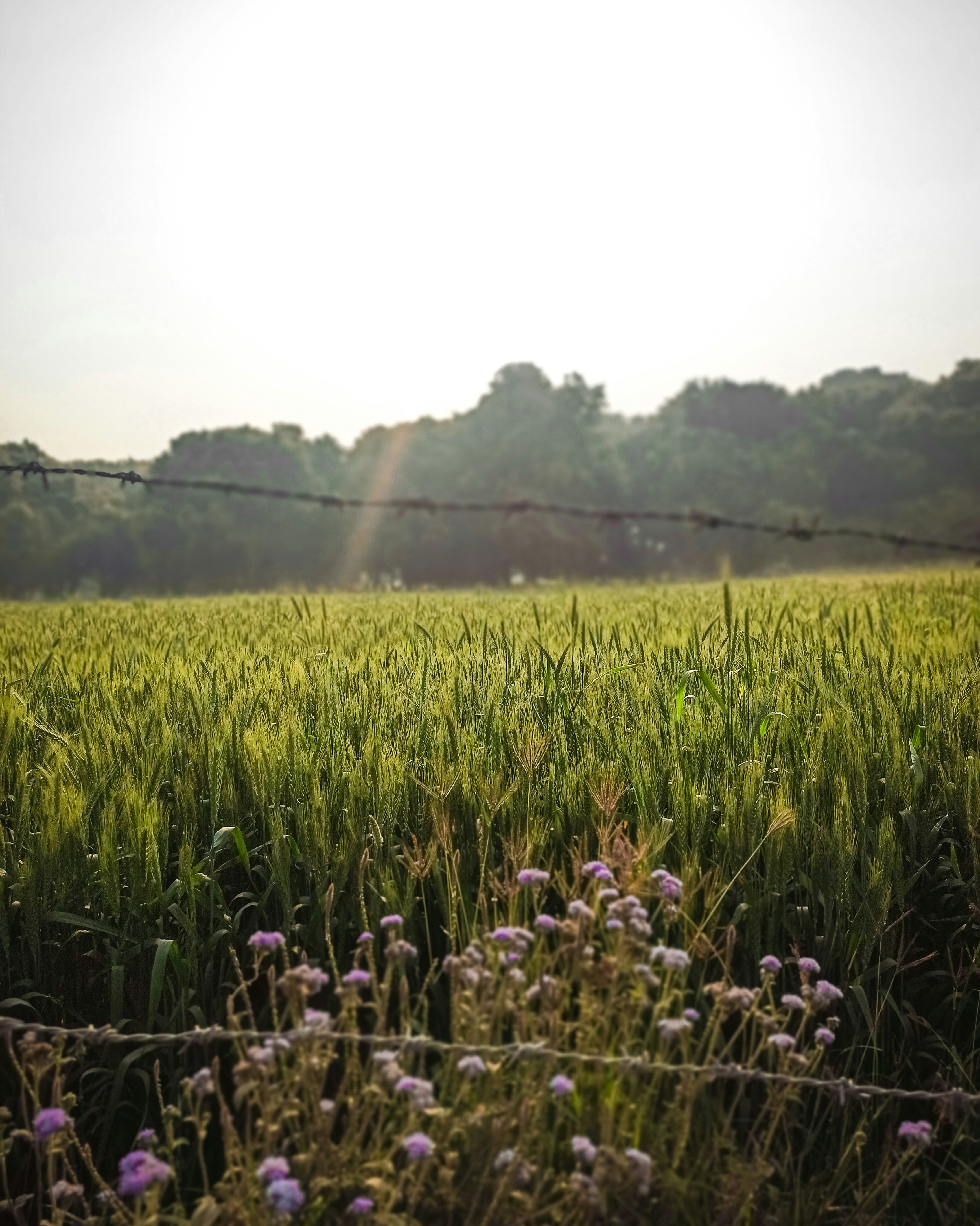 a field of grass with a barbed wire fence in the background