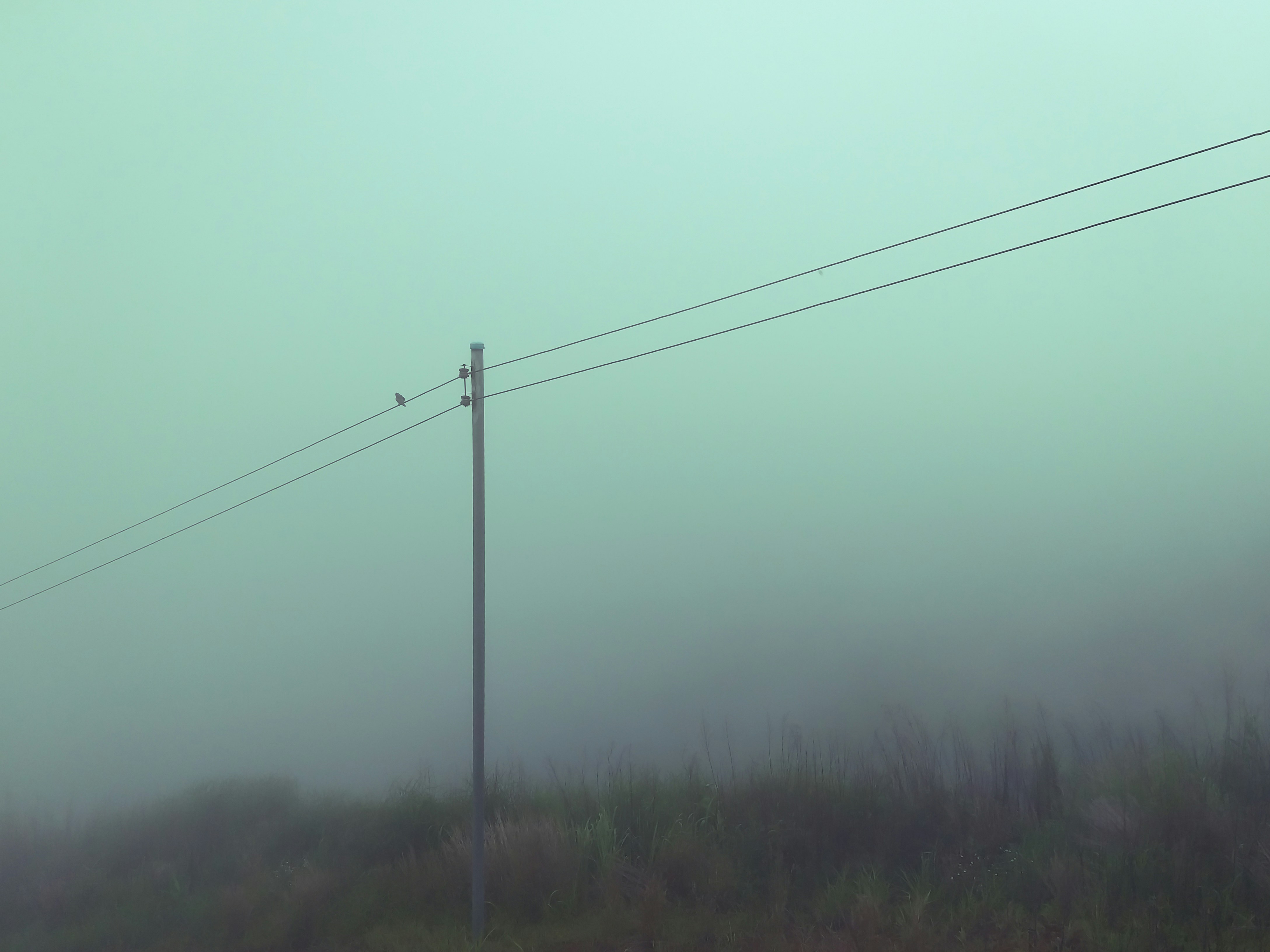 A solitary bird perches on a telephone pole amidst a thick fog, creating an atmosphere of tranquility and isolation.
