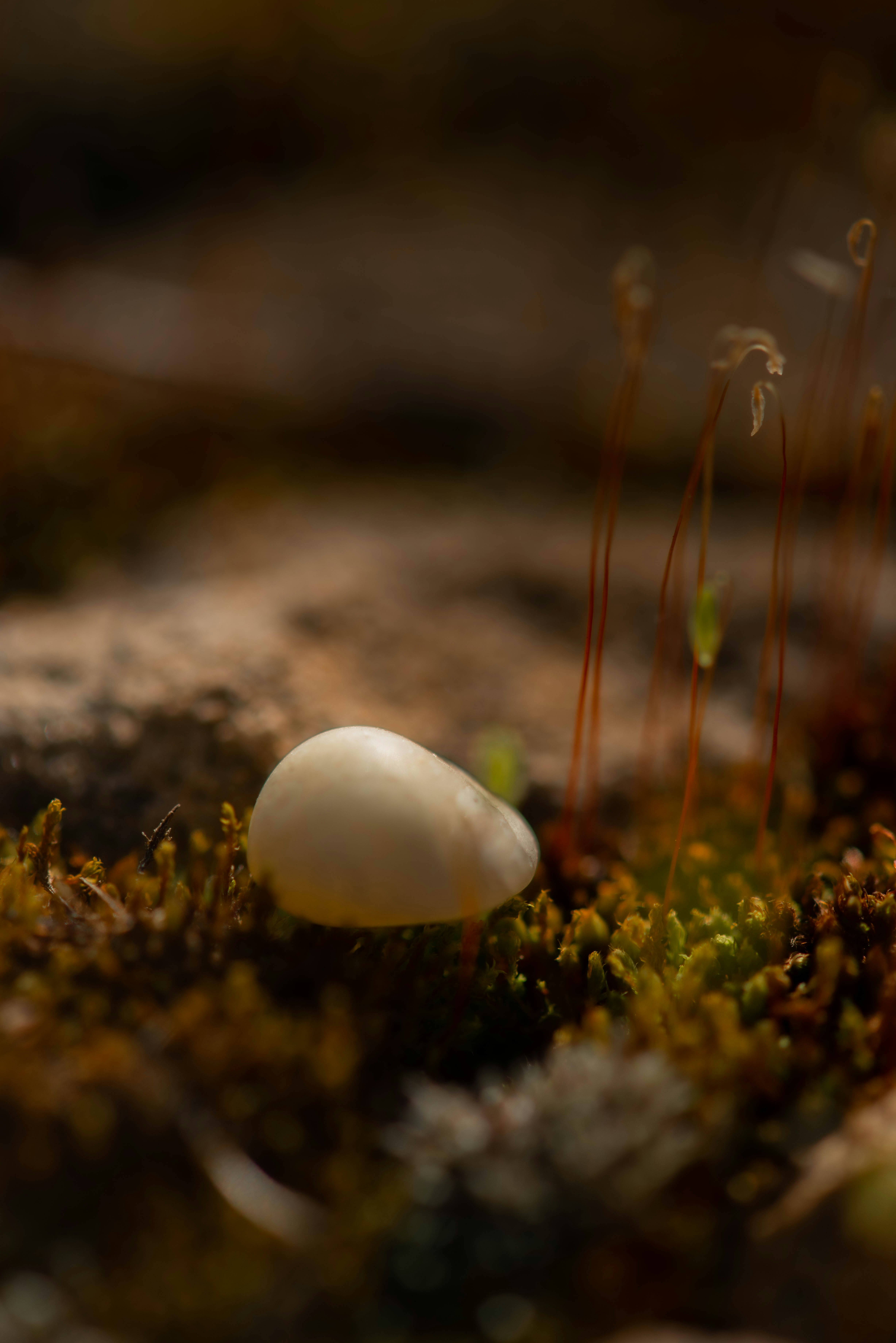 A white egg sitting on top of a moss covered ground photo – Free Moss ...