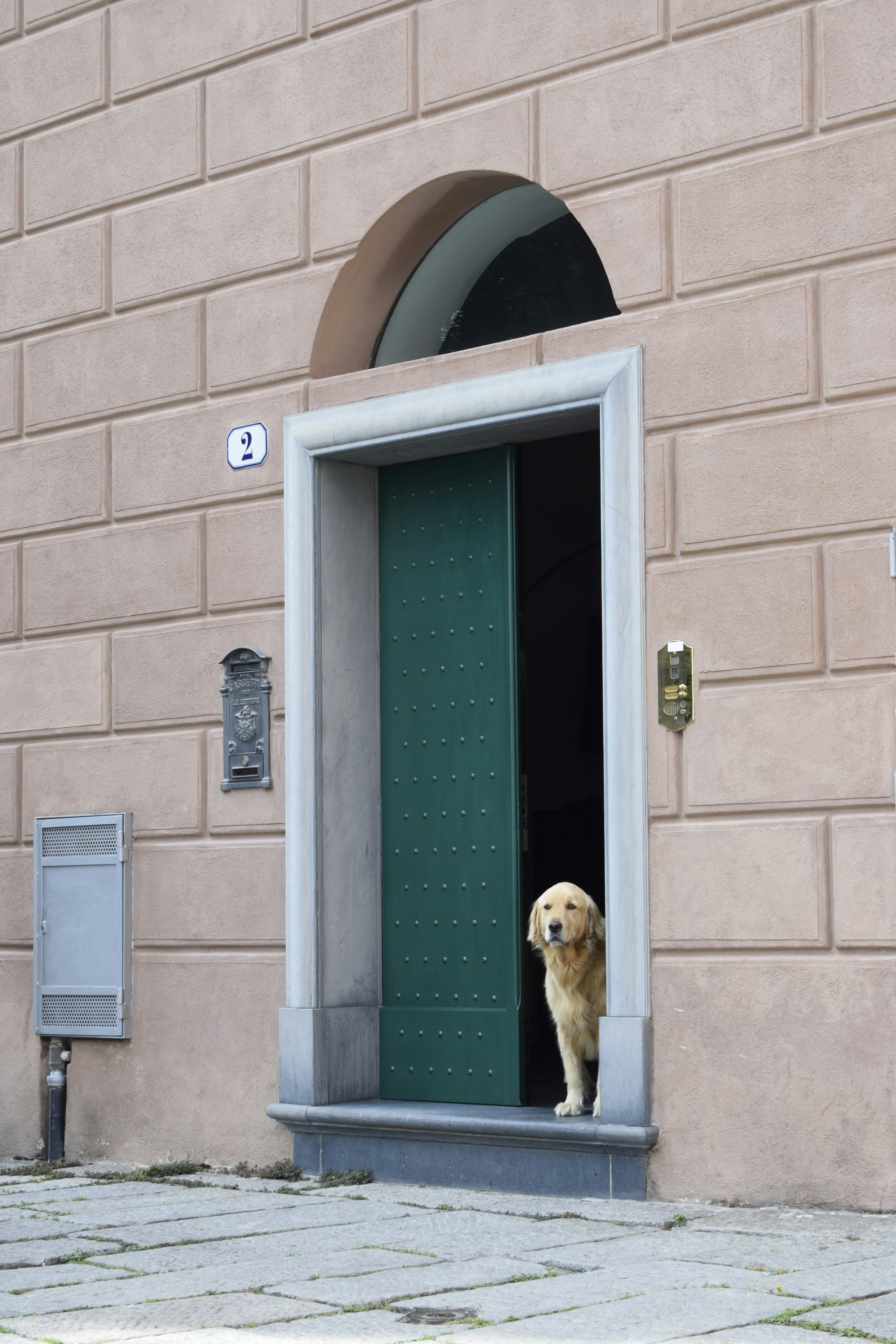 Dog golden retriever standing in the open door of old house / casa in Savonna, Italy. It is shoot in old city center with many cultural sights. I was here on holiday in summer.