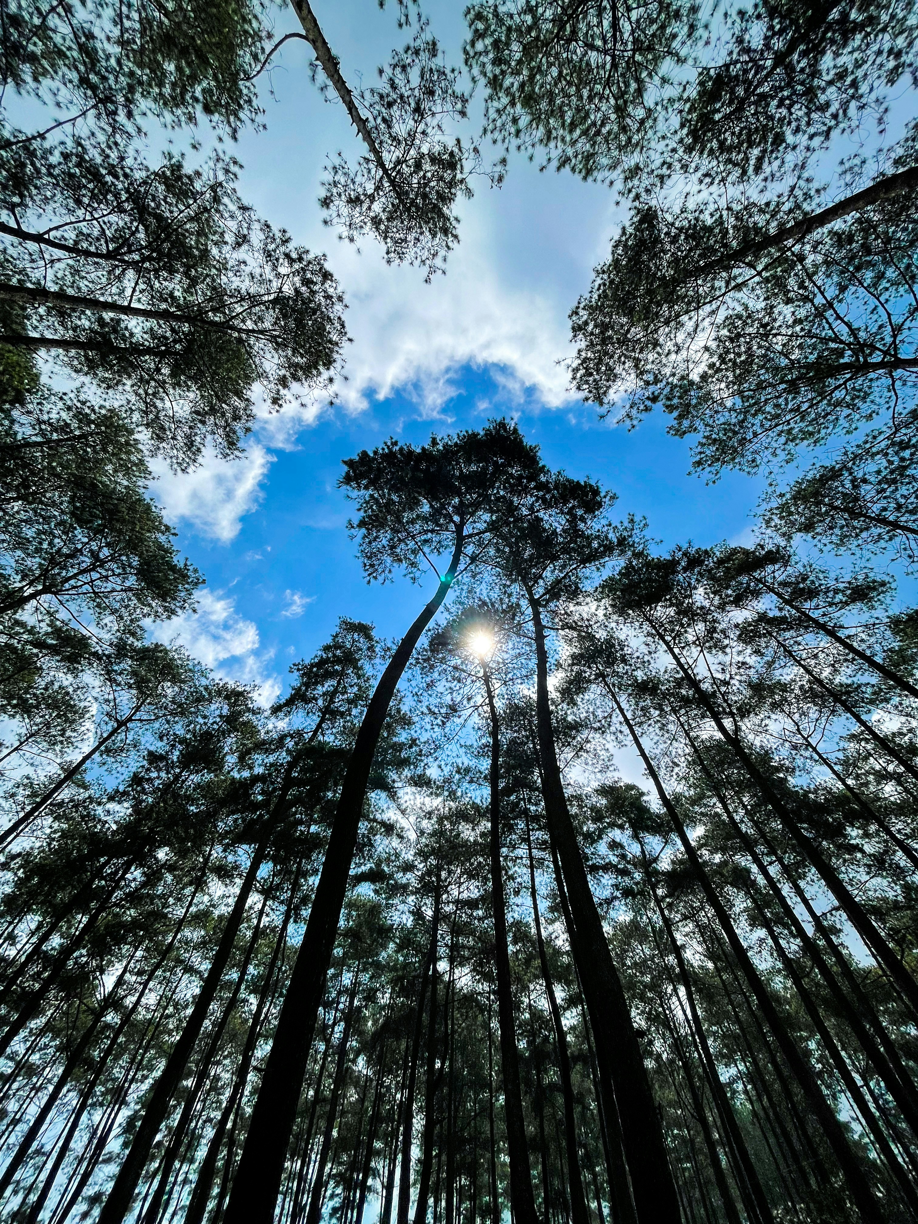 A view of the sky through a group of tall trees photo – Free Wallpaper ...