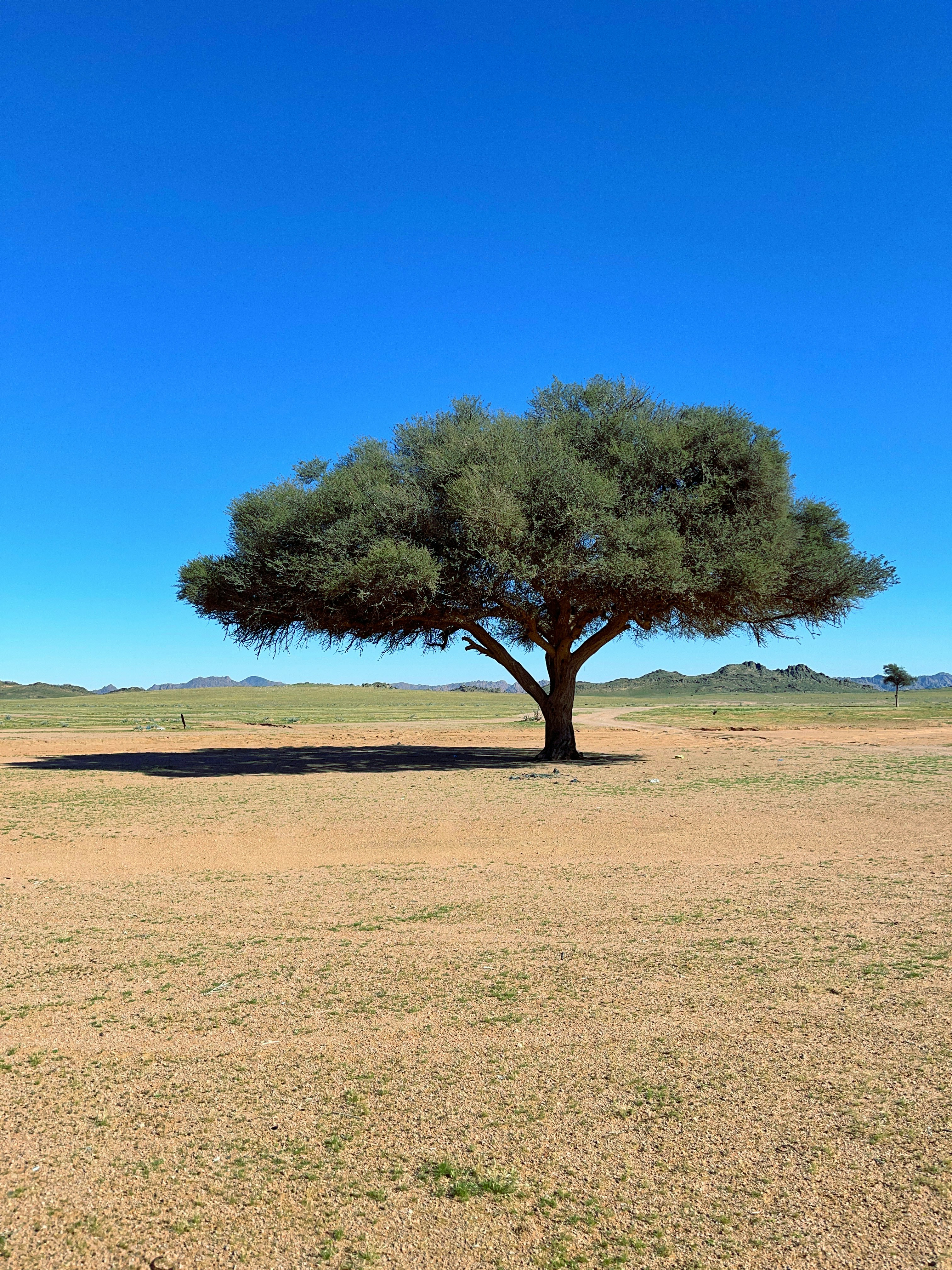 Un arbre solitaire au milieu d’un désert photo – Photo 55275 Gratuite sur Unsplash