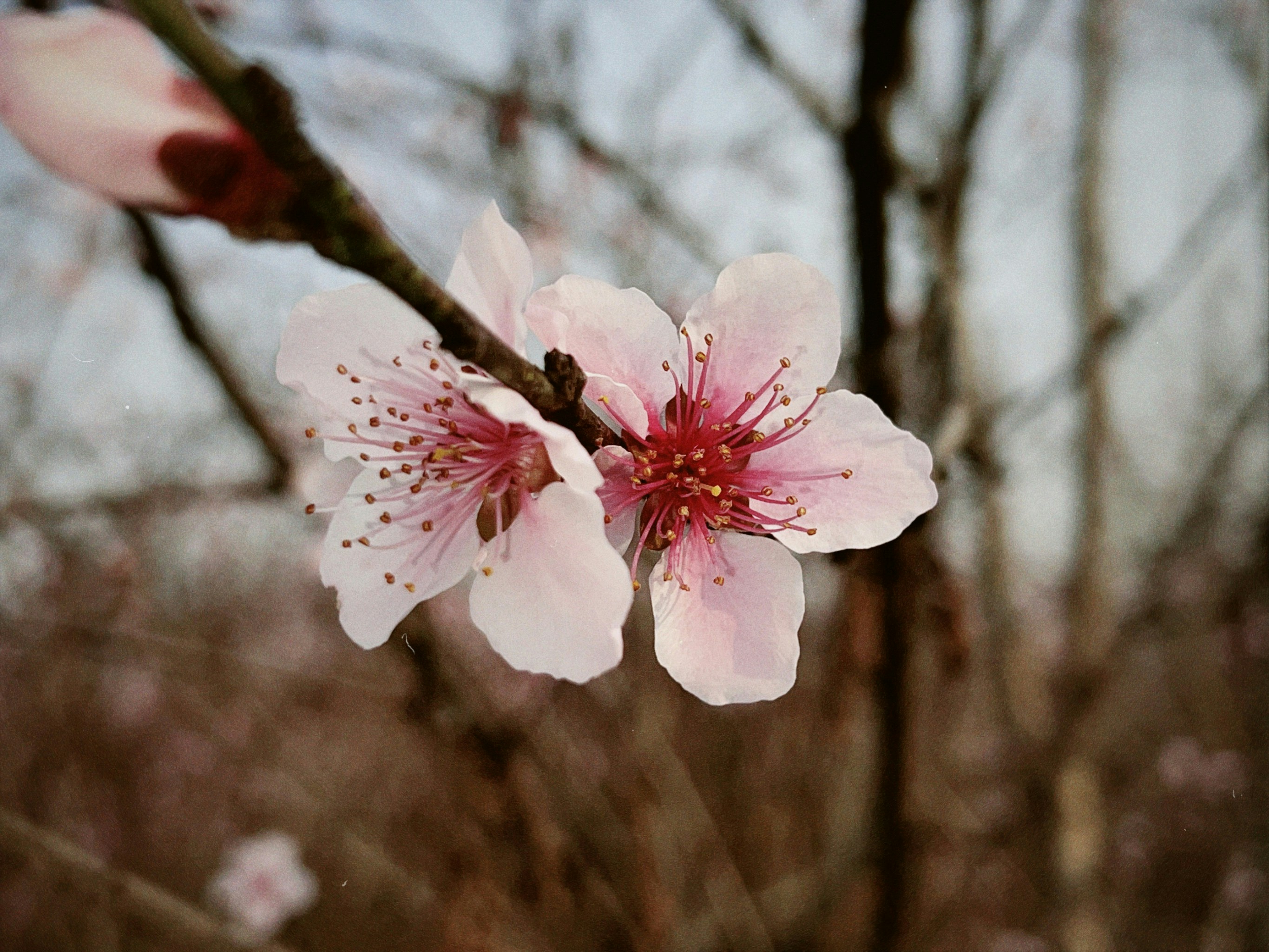 a close up of a flower on a tree