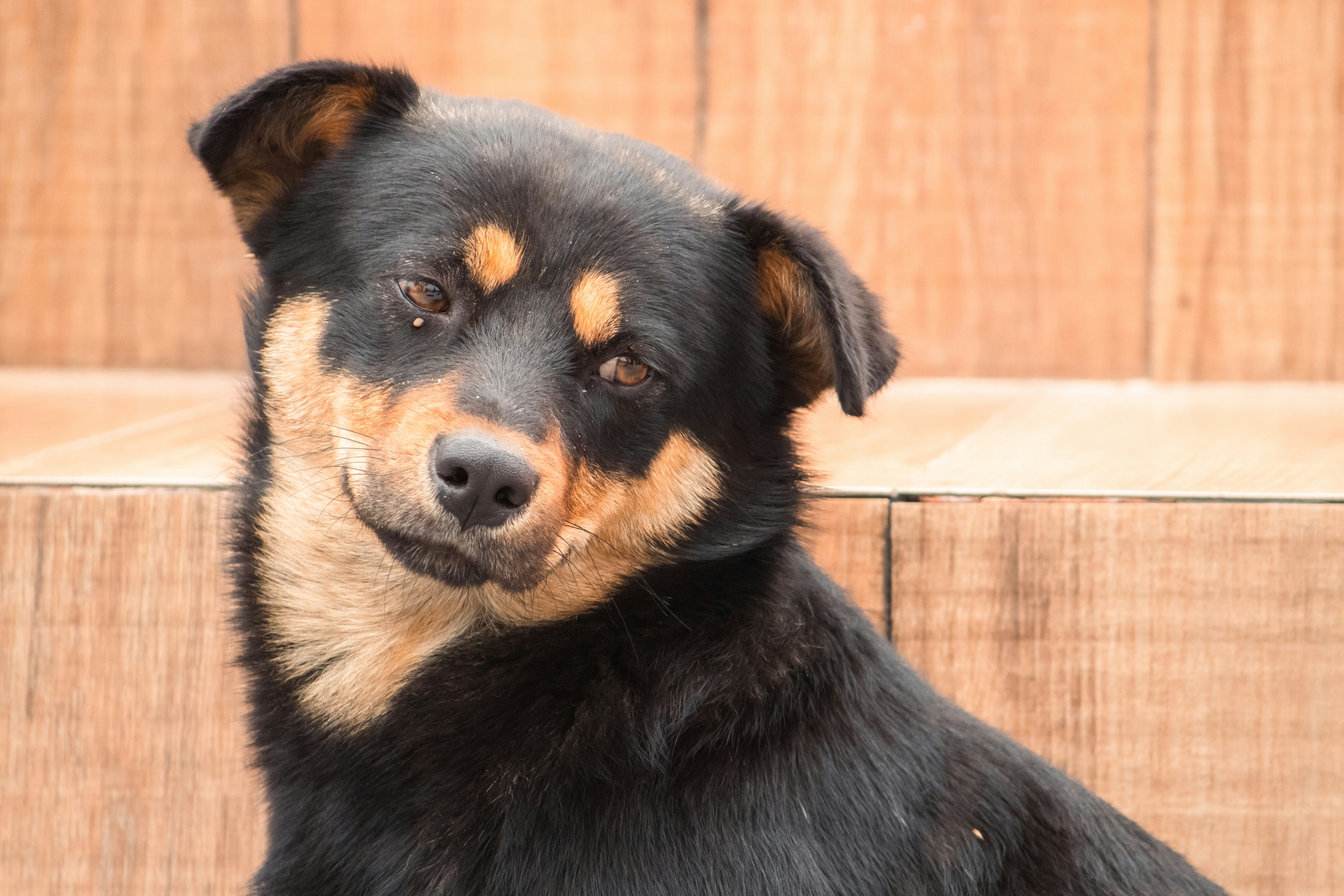 The Playful Gaze of a Canine Companion