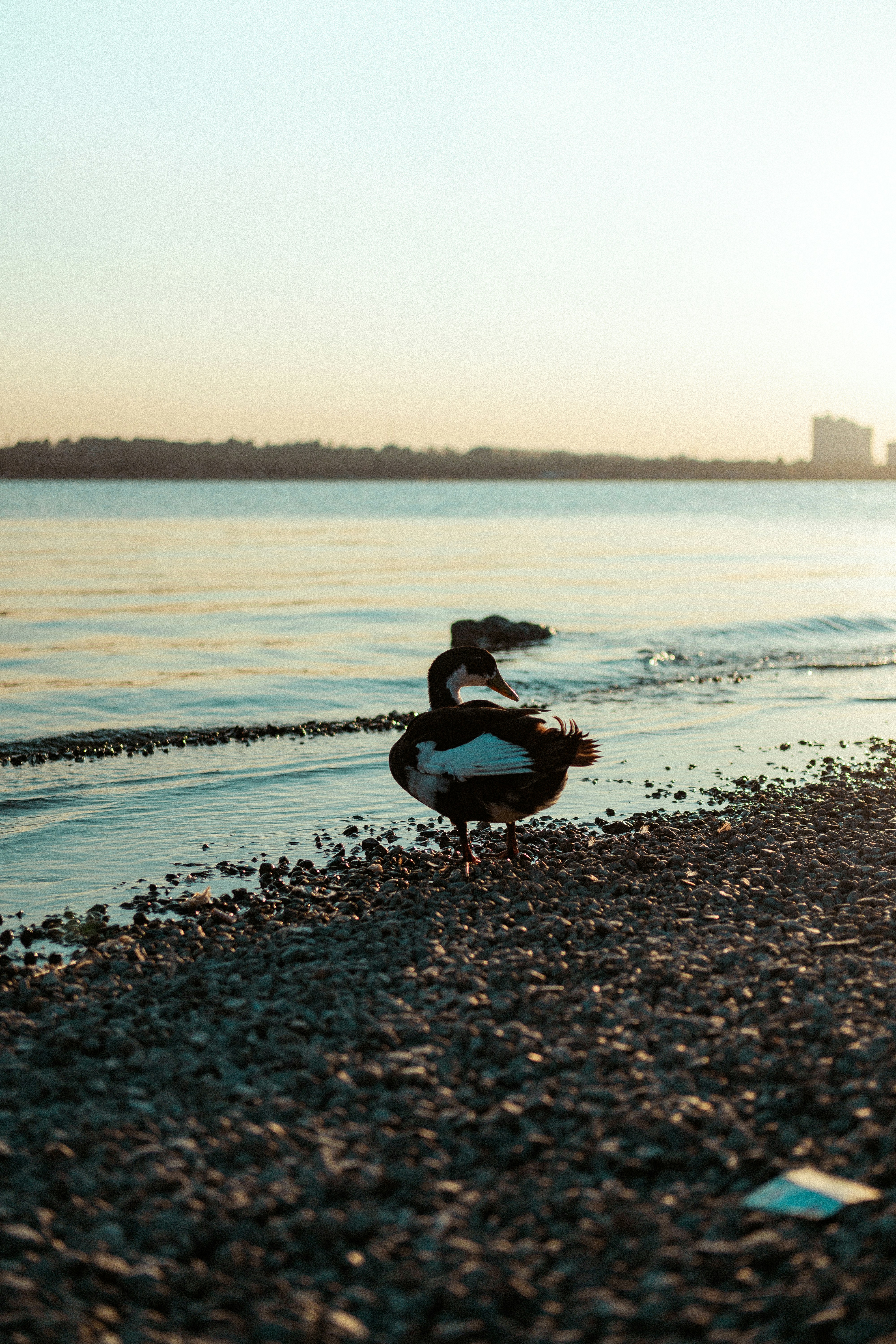 Dusk Watcher on a Pebble Shore: A Duck in Quiet Light