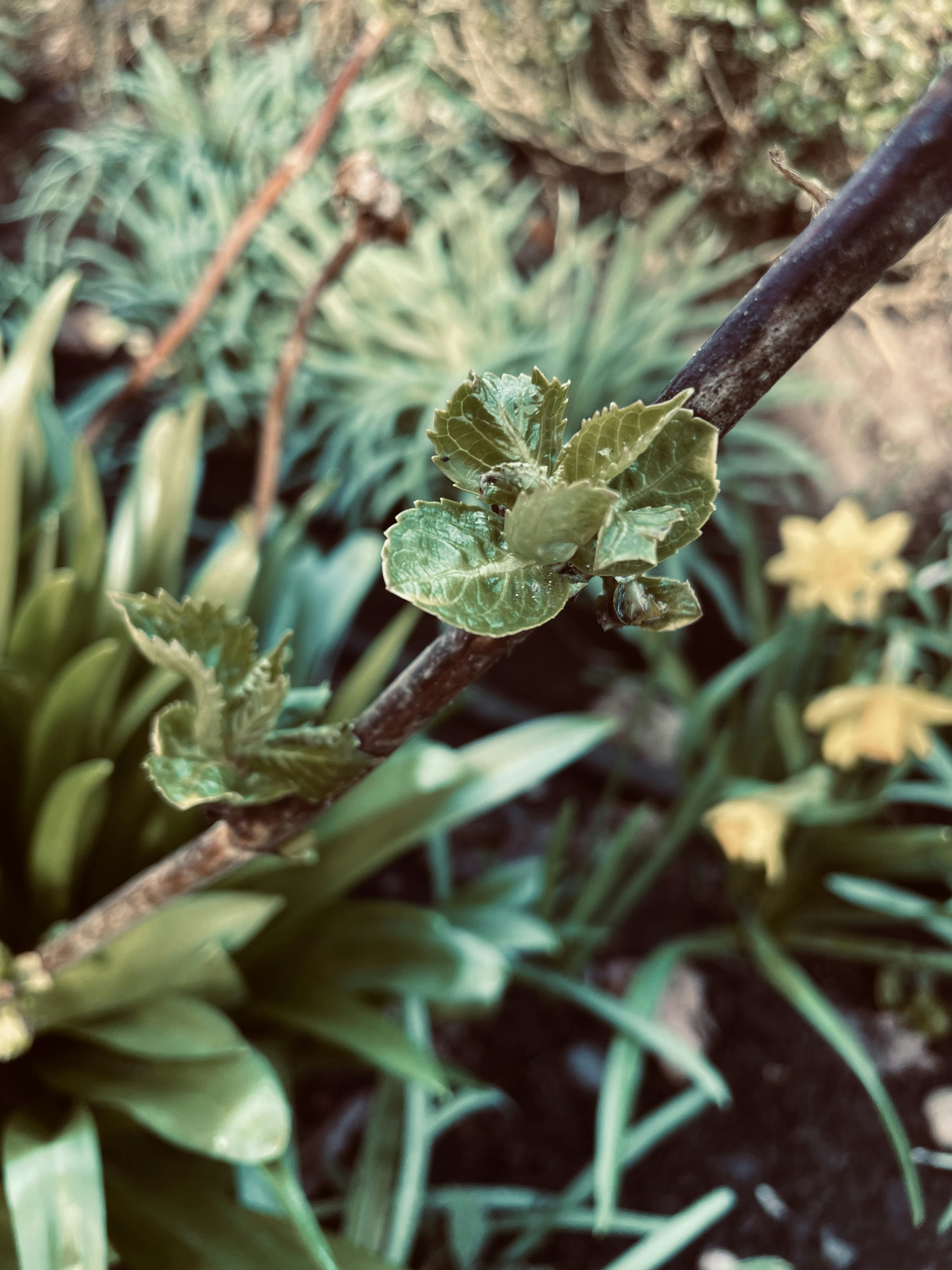 Emerging Green: Close-Up of Budding Leaves on a Weathered Branch