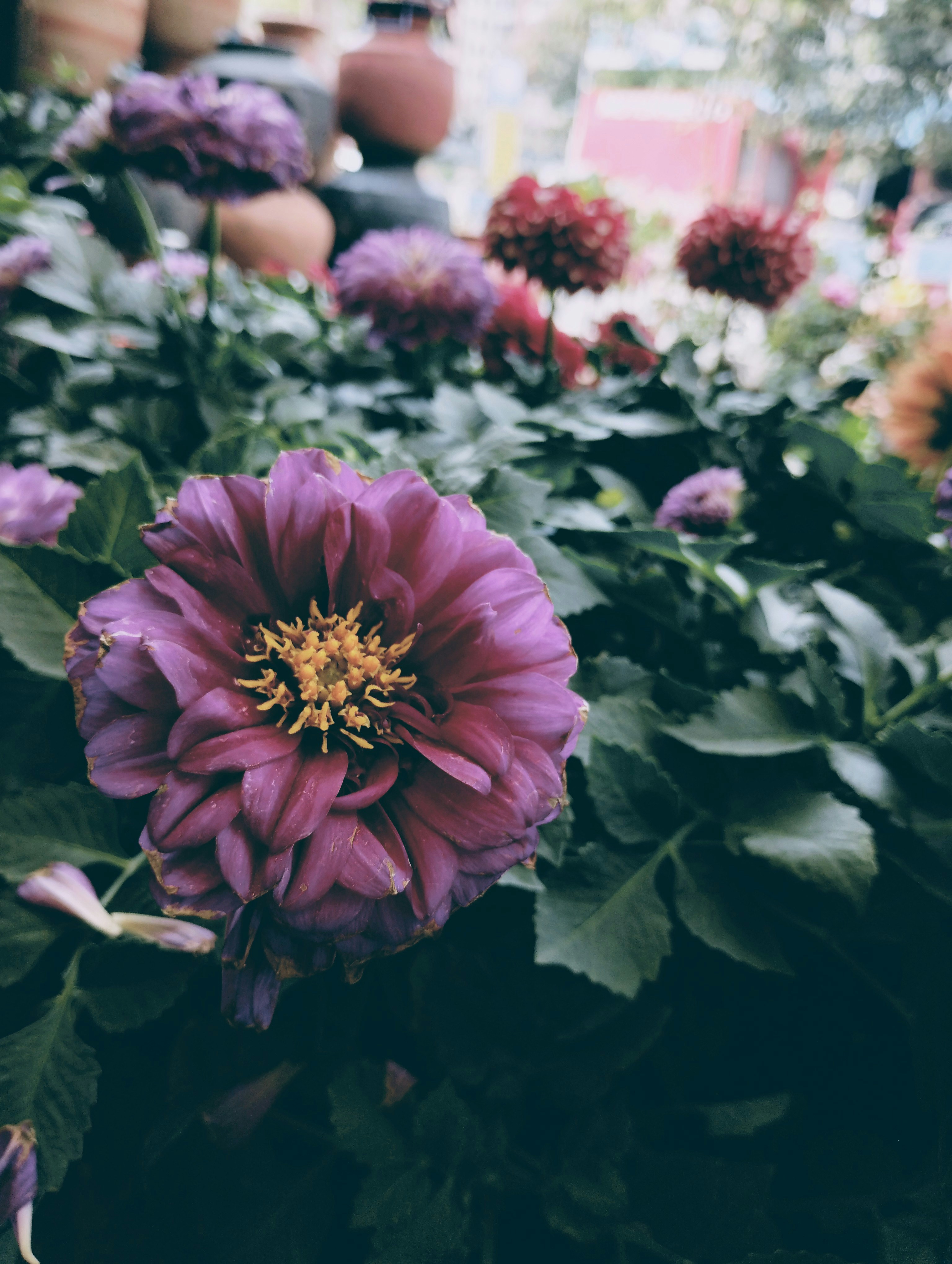 A large purple flower sitting in a garden photo – Free Flower nature ...