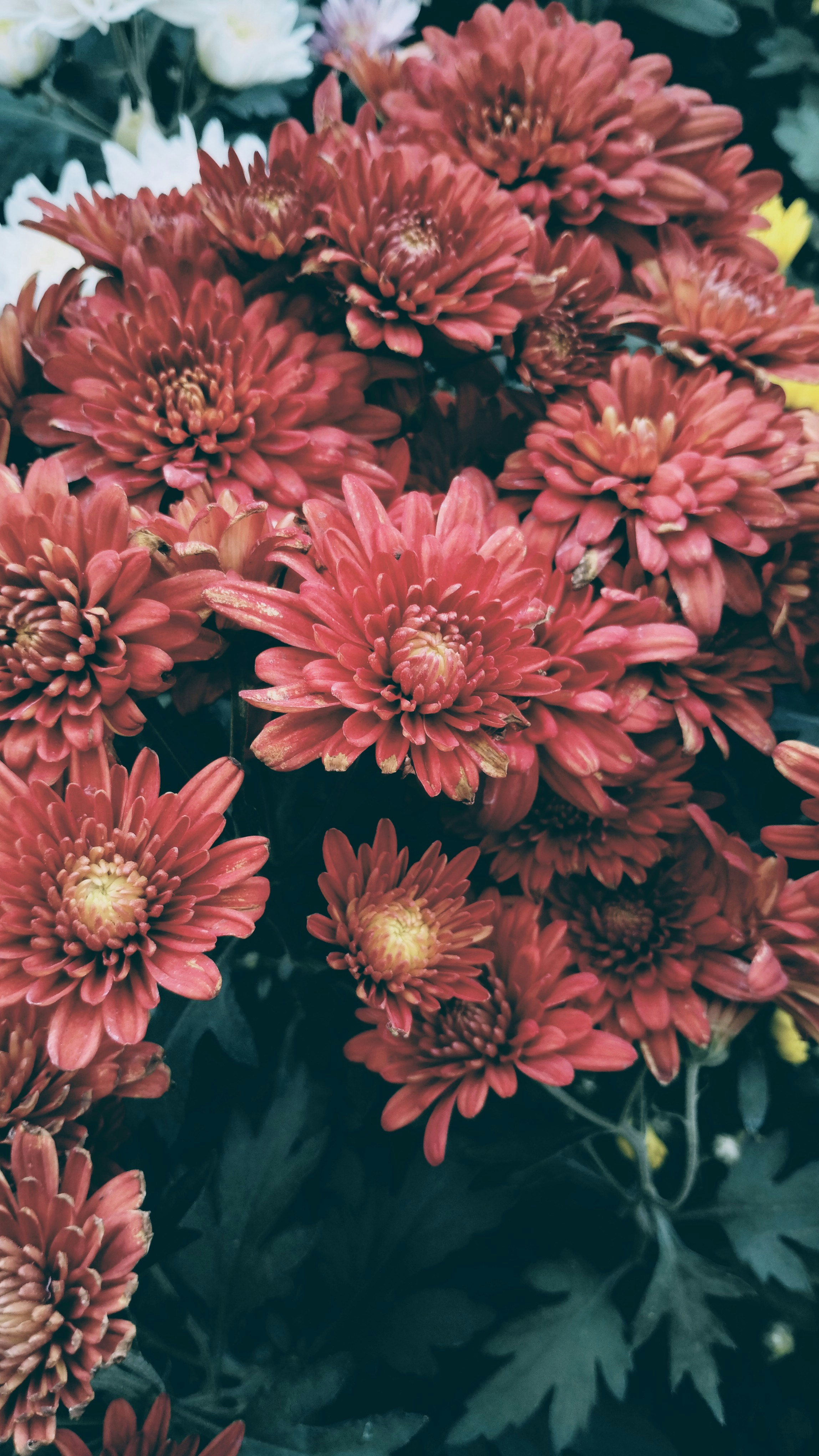 Vibrant red chrysanthemums densely packed, showcasing their intricate petals and lush green foliage.
