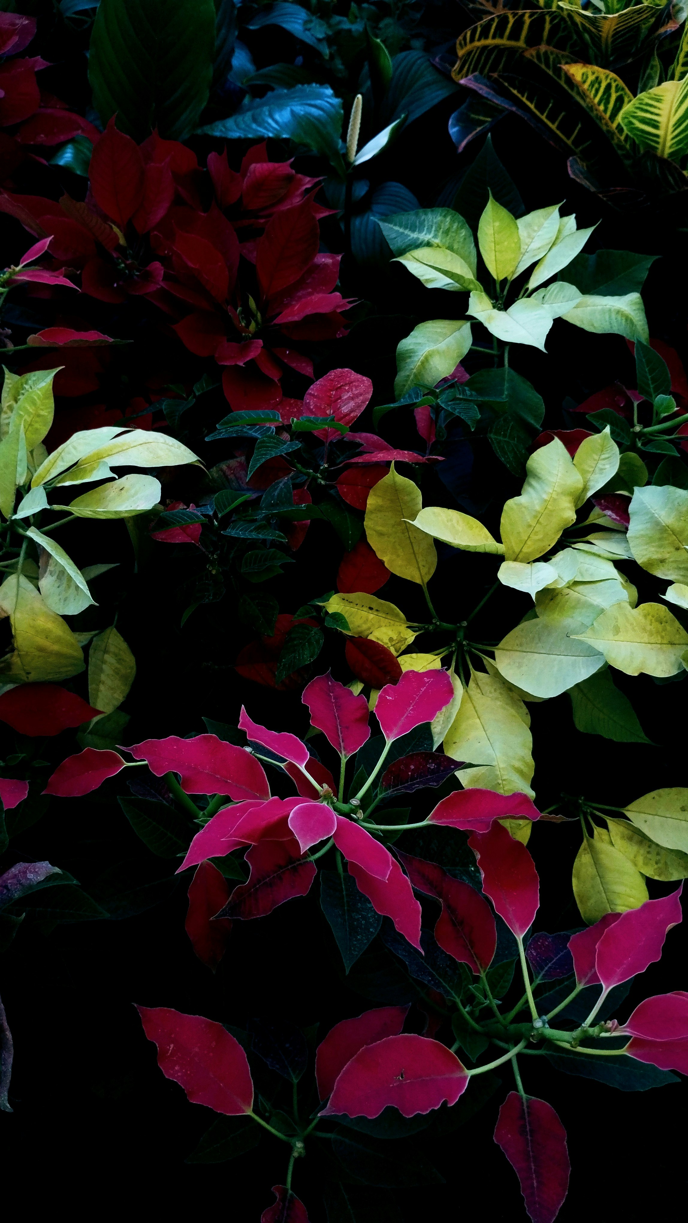 Candlelit Leaf Mosaic: Neon Pink and Lime Amid Dense Foliage