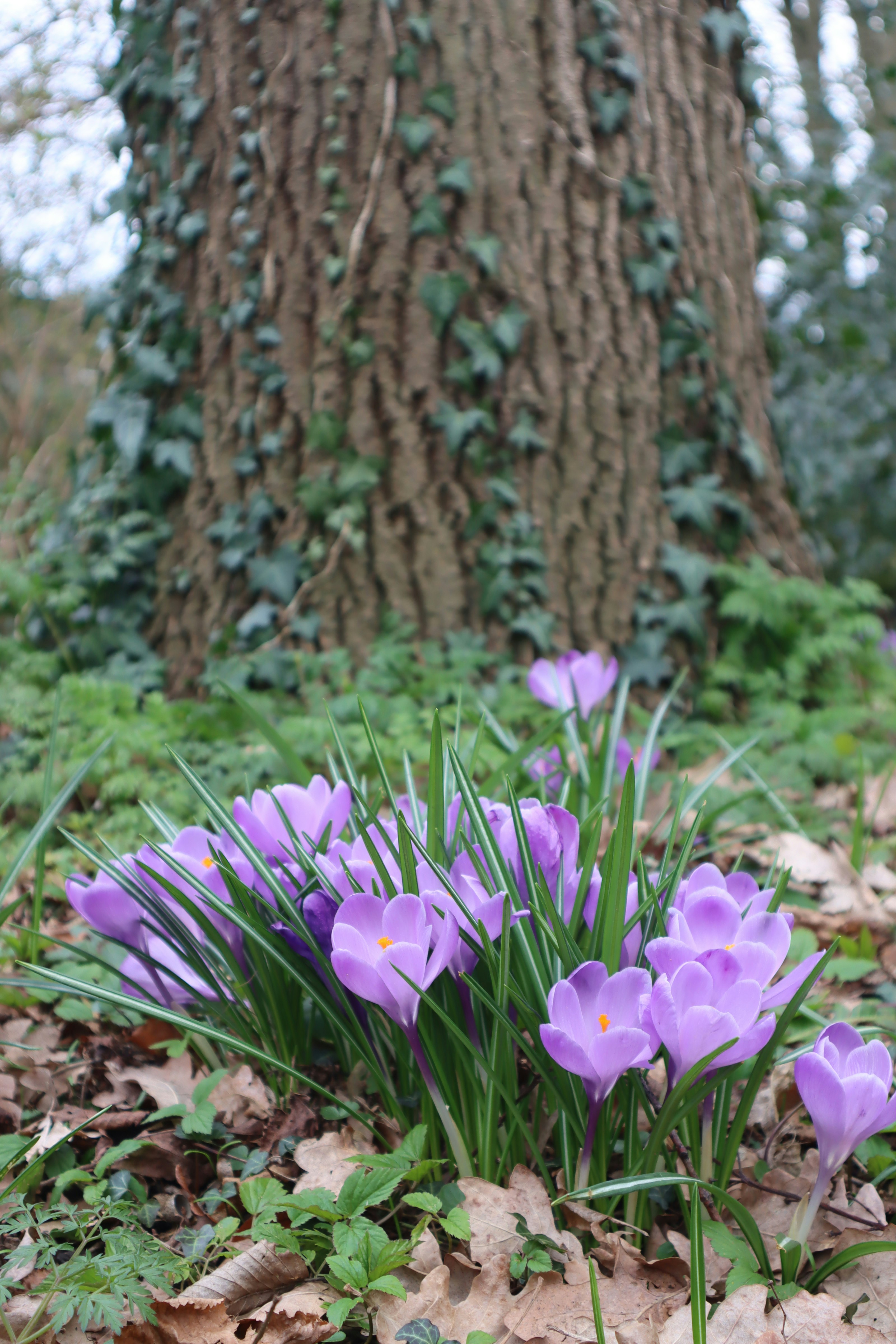 a group of purple flowers sitting next to a tree