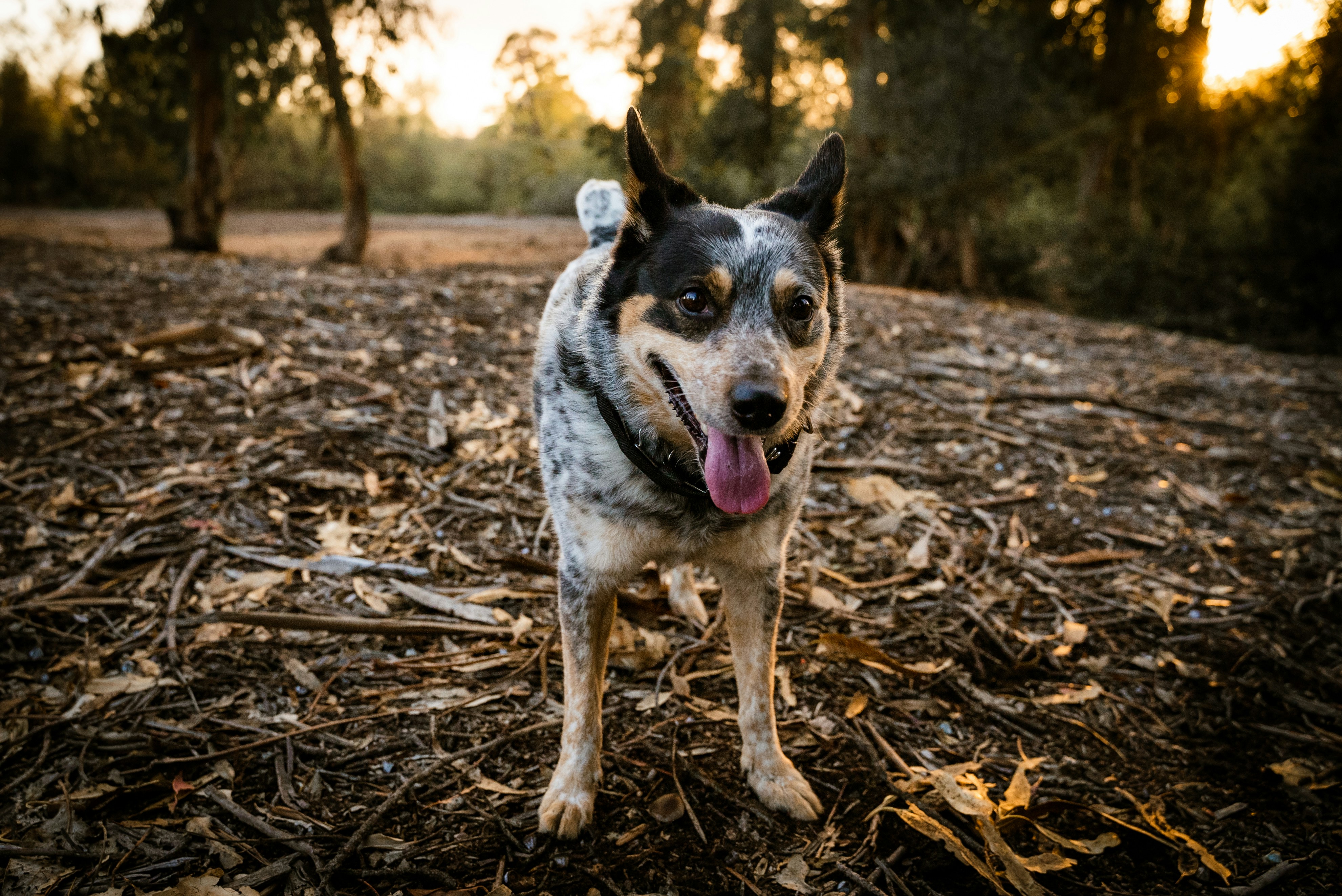 Tongue-Wagging in Golden Hour: Portrait of a Dog on Leaf-Littered Ground