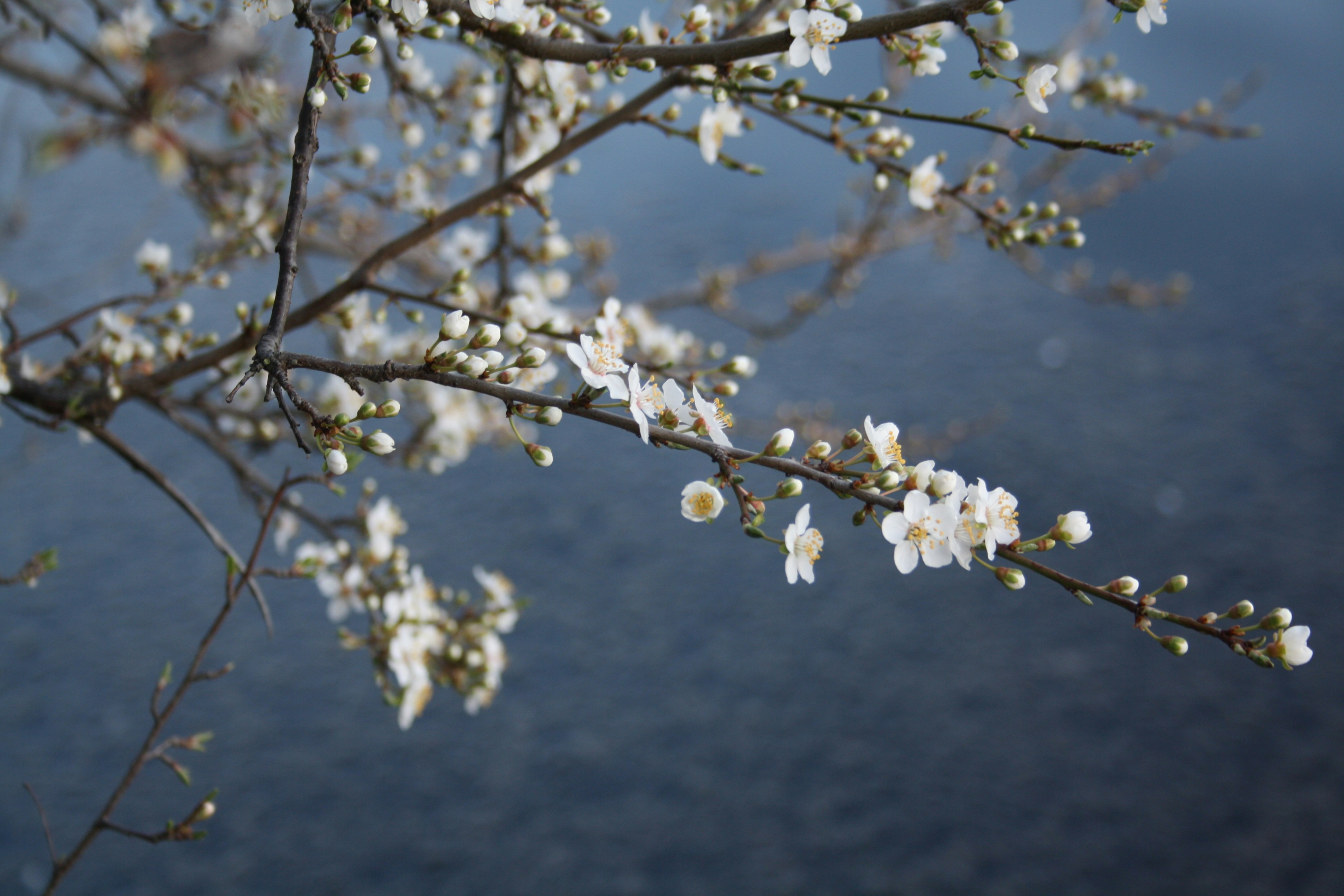 White blossoms tracing a tranquil lakeside line