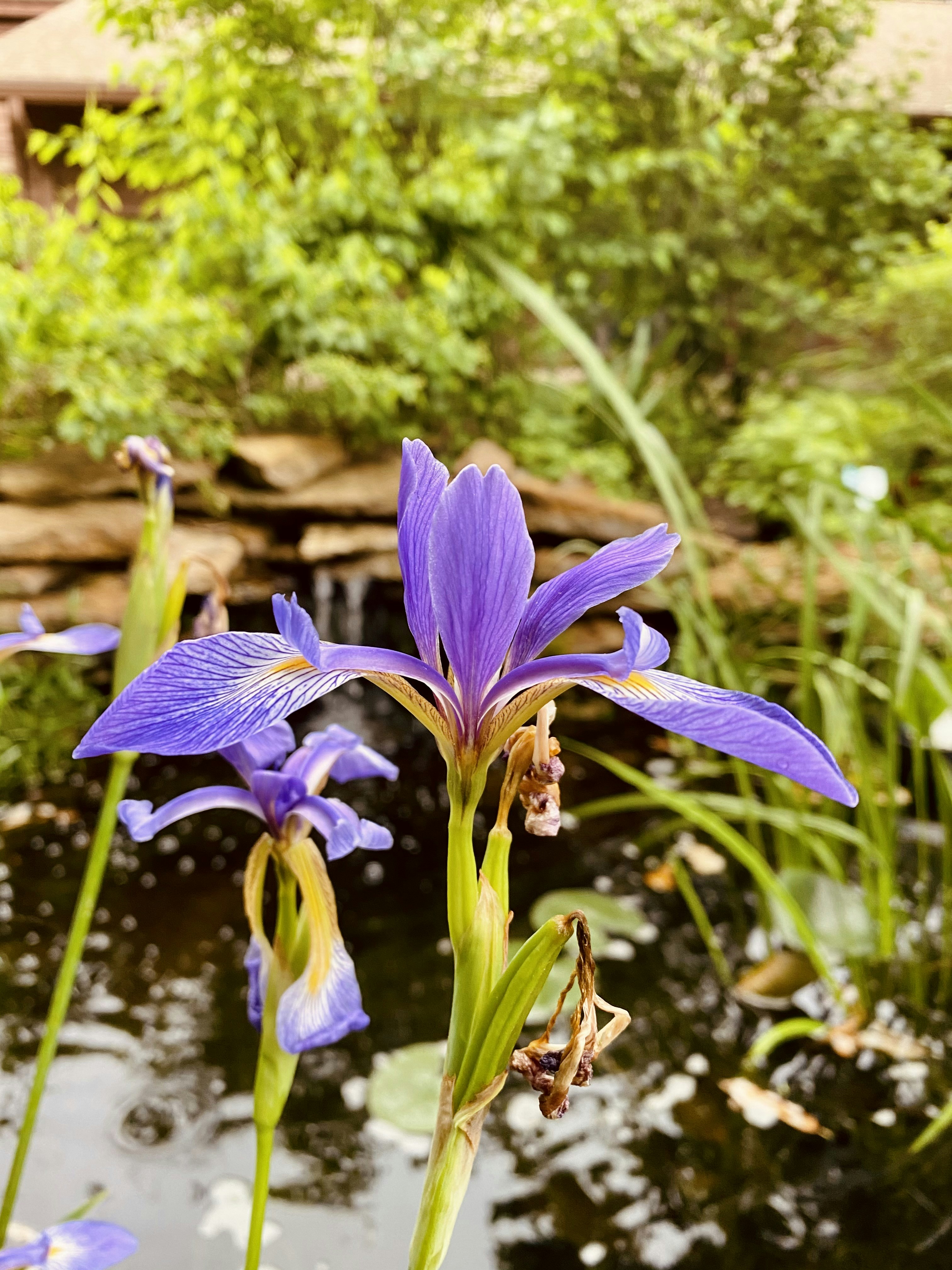 Center Stage: A Violet Iris Reaches Toward a Quiet Garden Pond