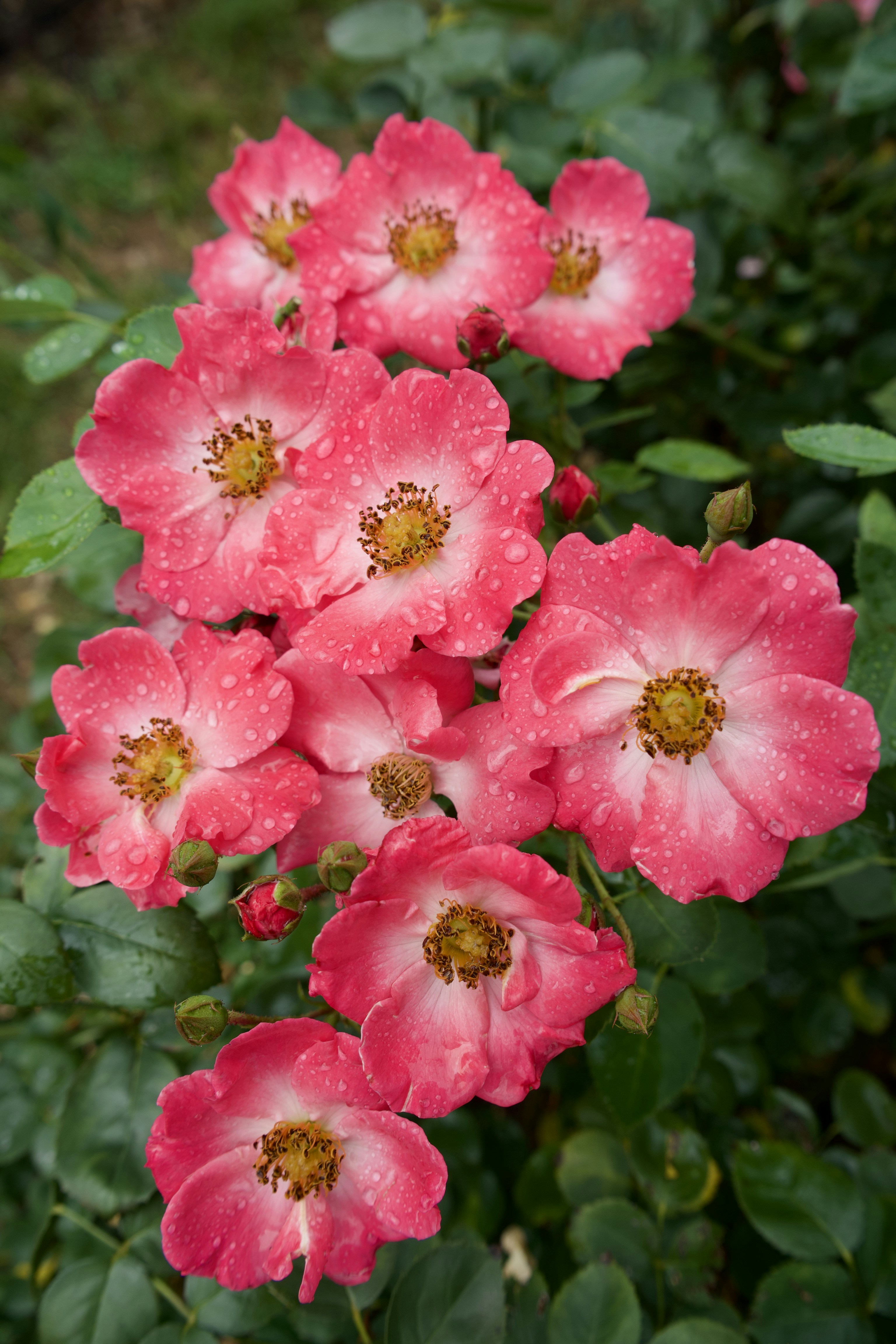 Dew-kissed Pink Roses: A Close-Up of Velvet Petals