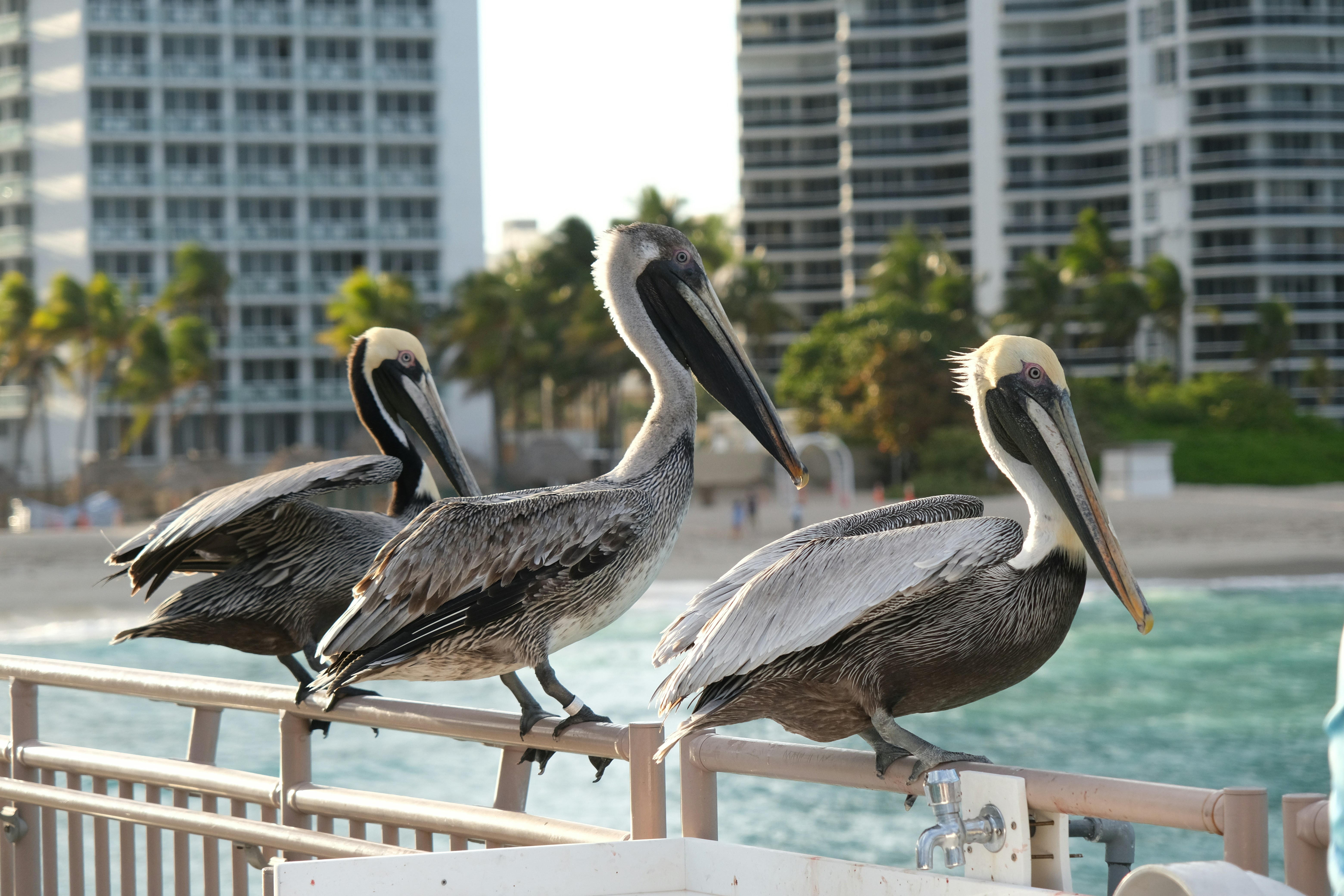 Pelican Row: Three Birds Perched Over a Turquoise Urban Beachfront