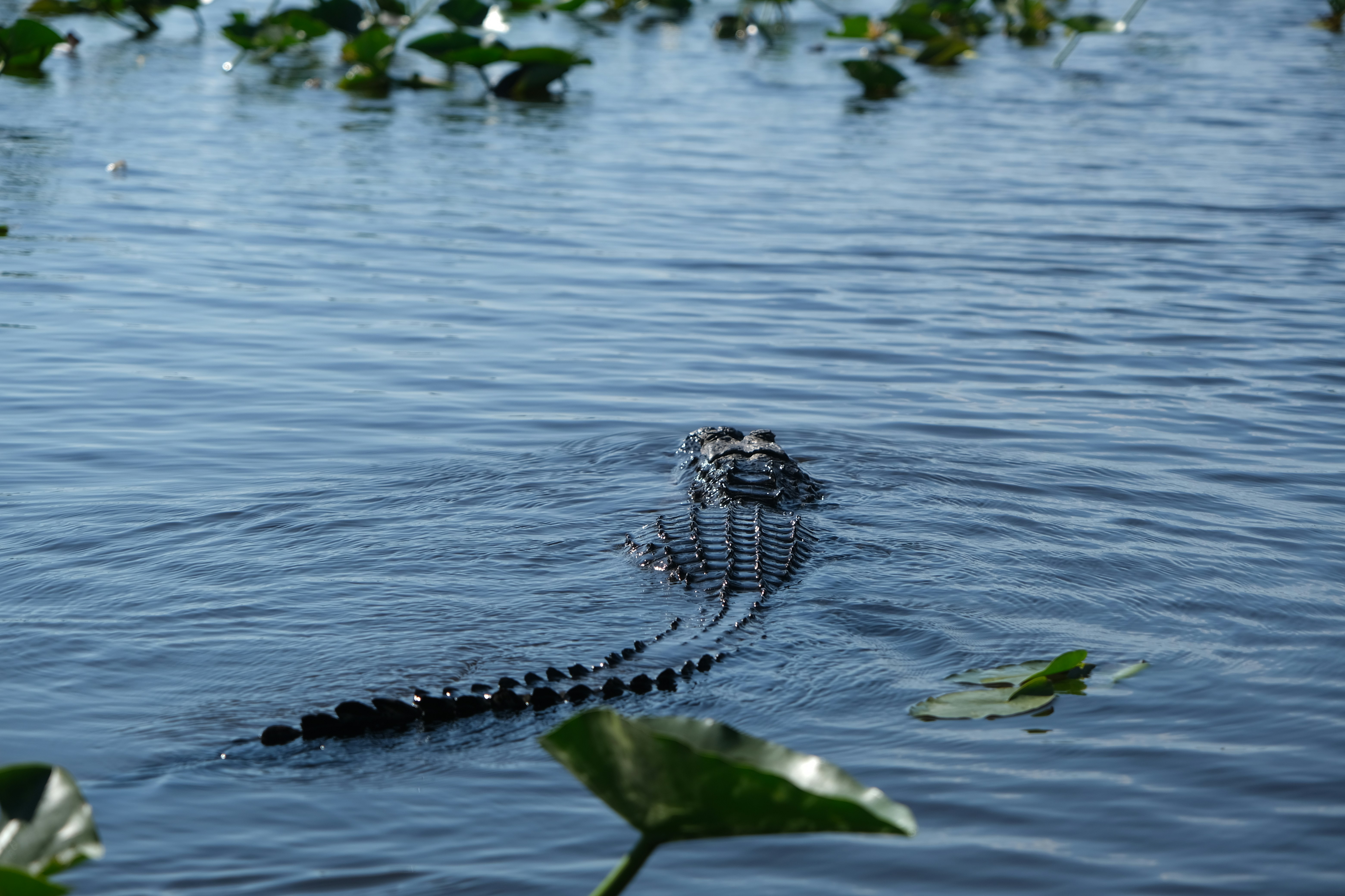 Un gran caimán está nadando en el agua foto – Imagen de Caimán gratuita ...