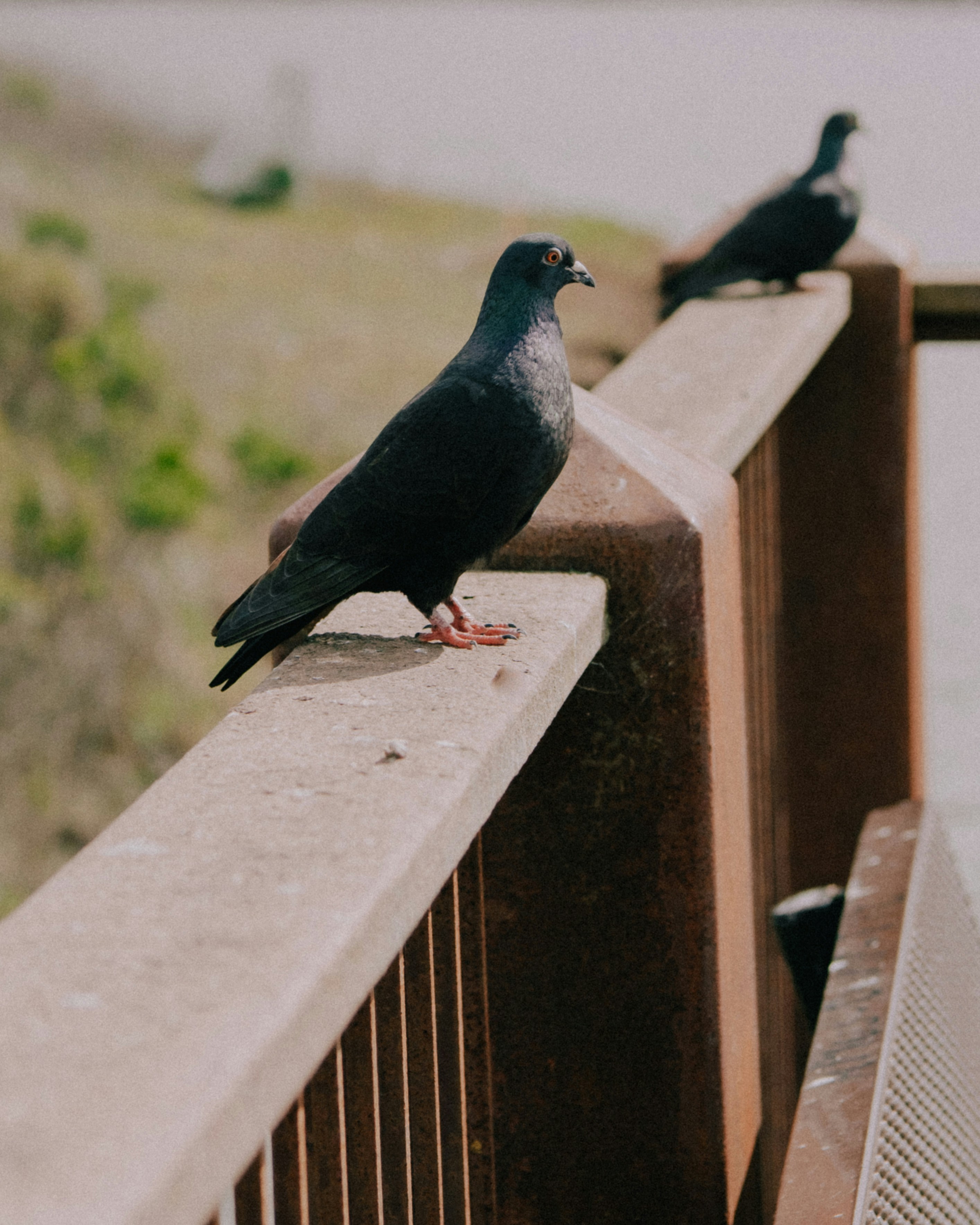 Perch by the River: A Pigeon on a Weathered Railing
