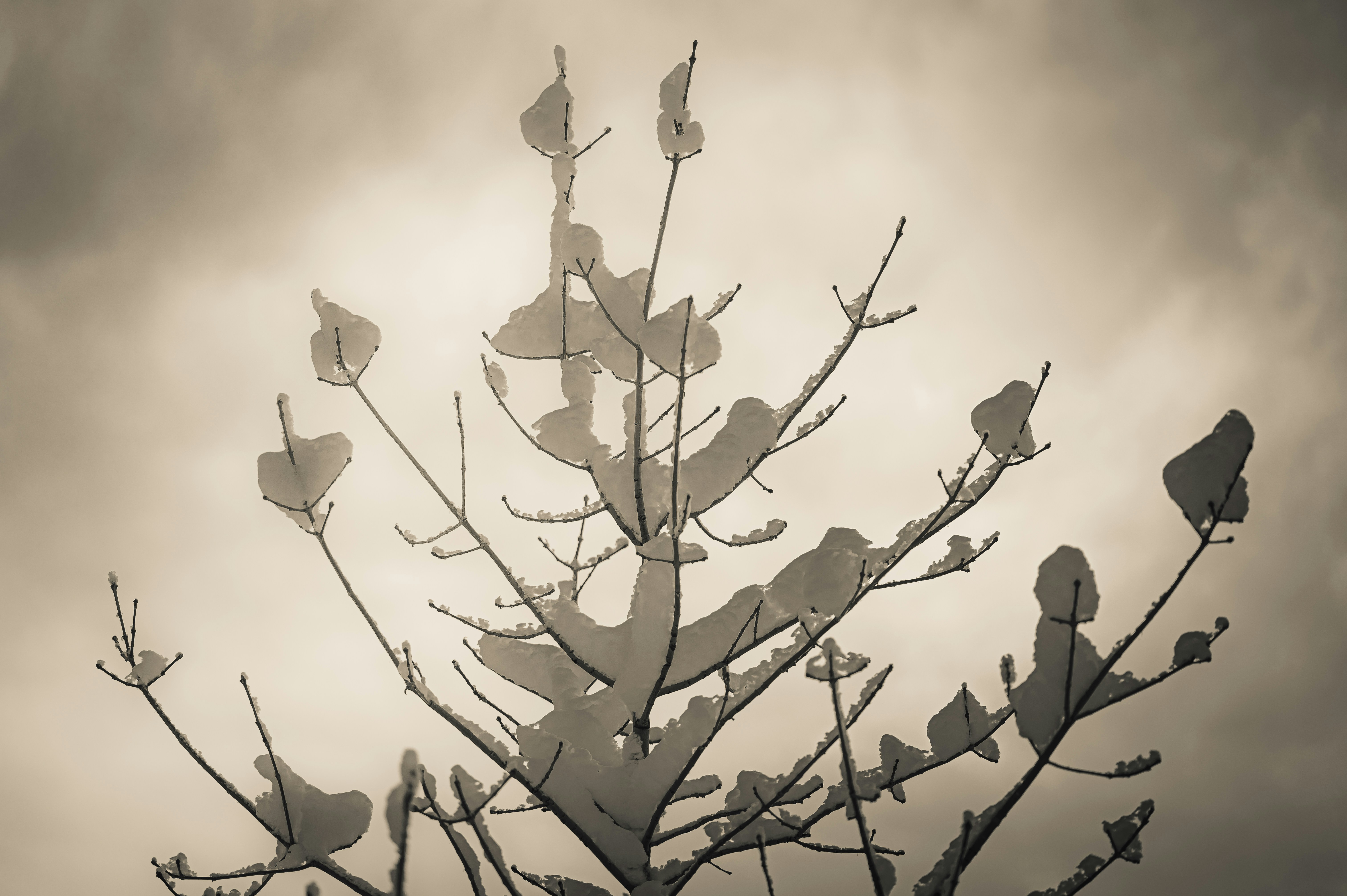 Snow covering bare branches of a tree in winter with brown tones.