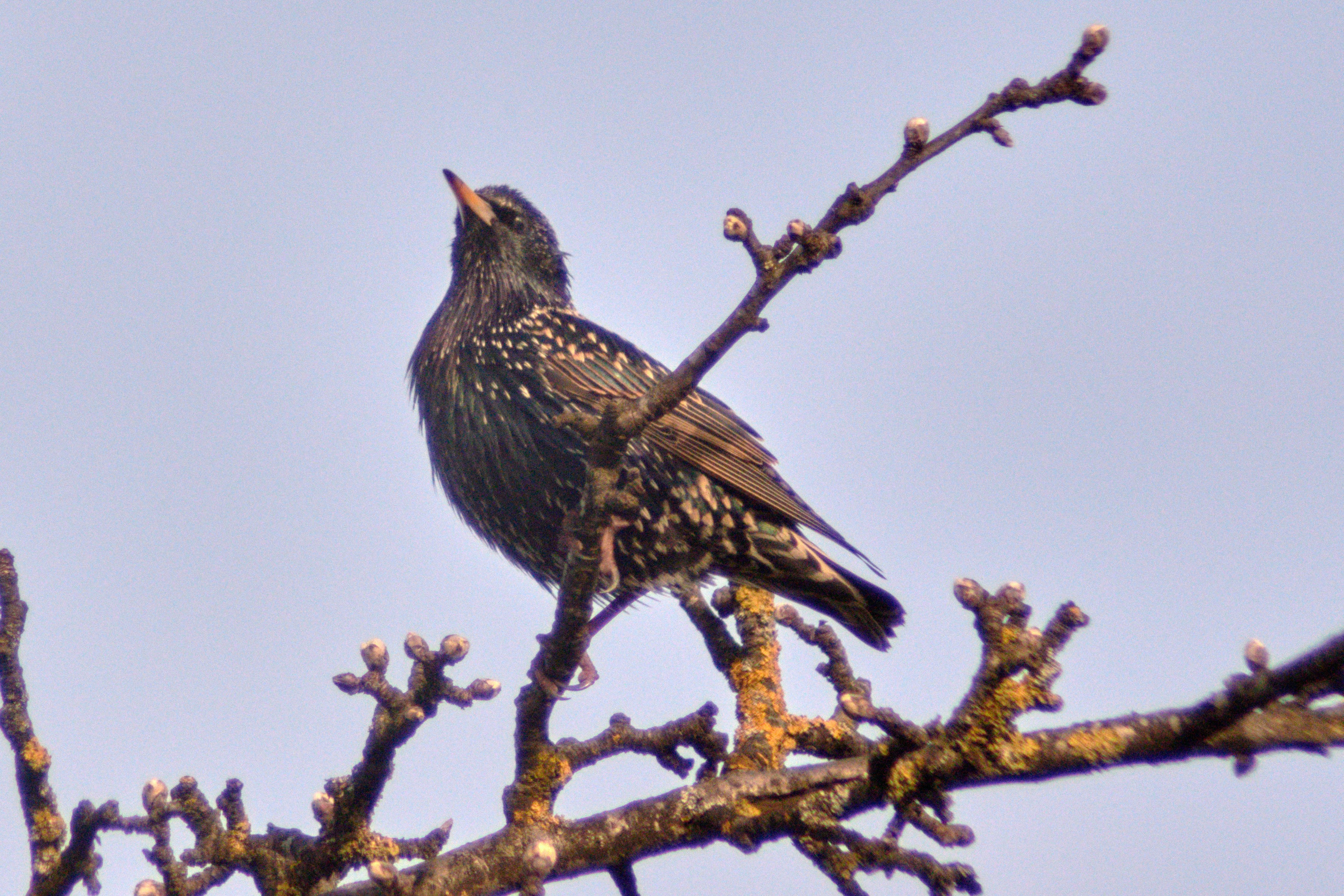 Perched Constellation: A Starling Amid Spring Branches