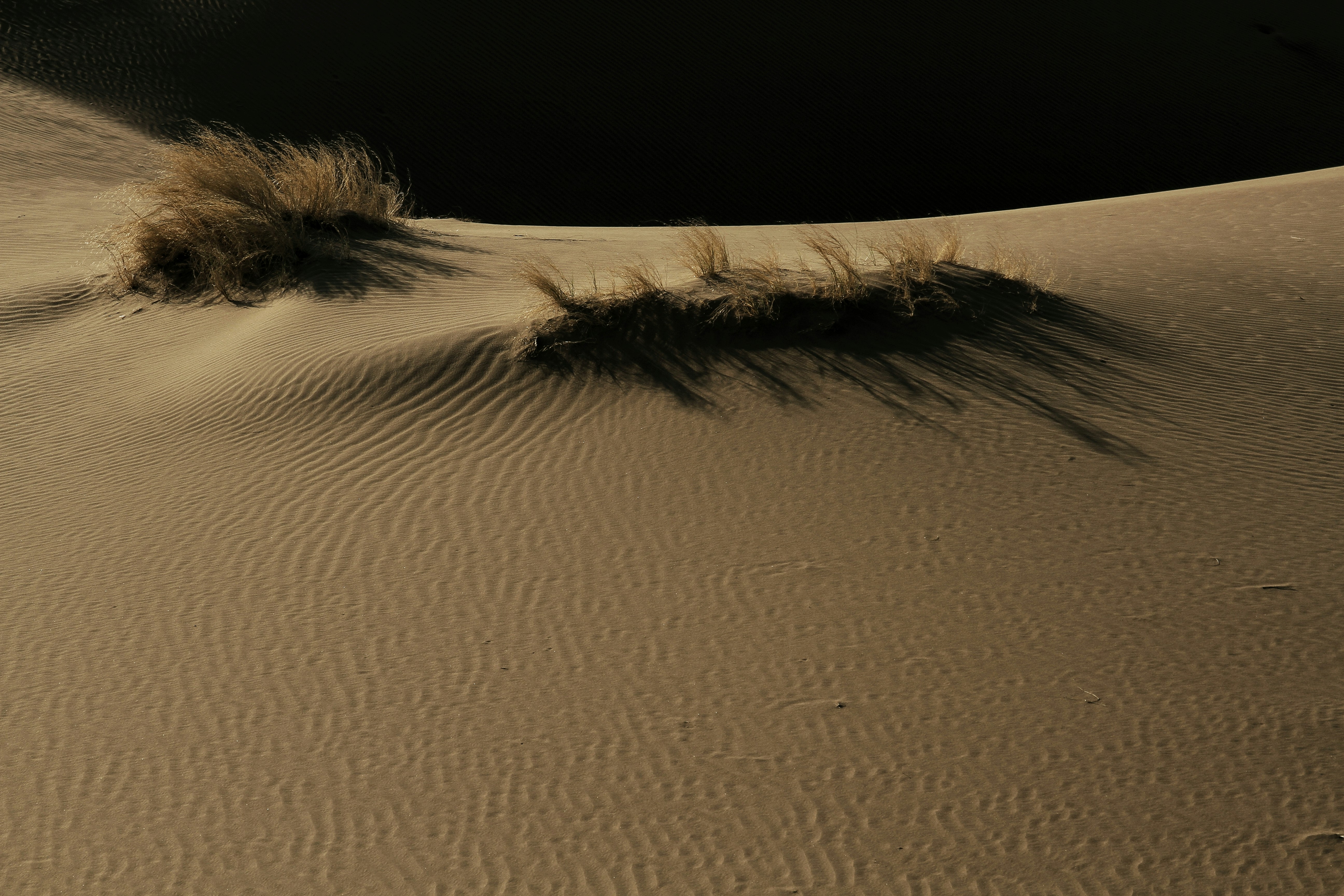 A small patch of grass sticking out of the sand photo – Free Minimal ...