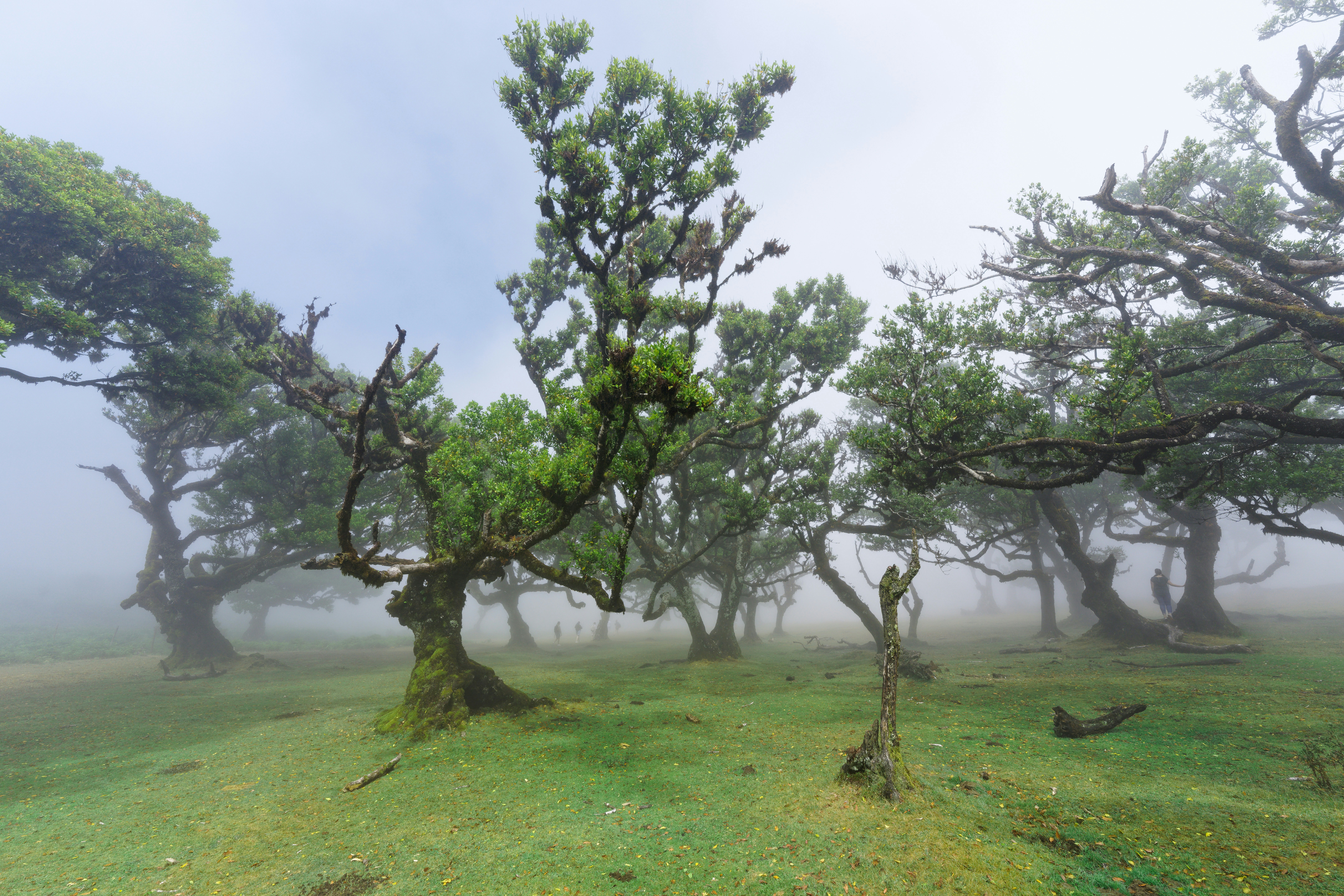 Forêt De Fanal Photos | Télécharger des images gratuites sur Unsplash