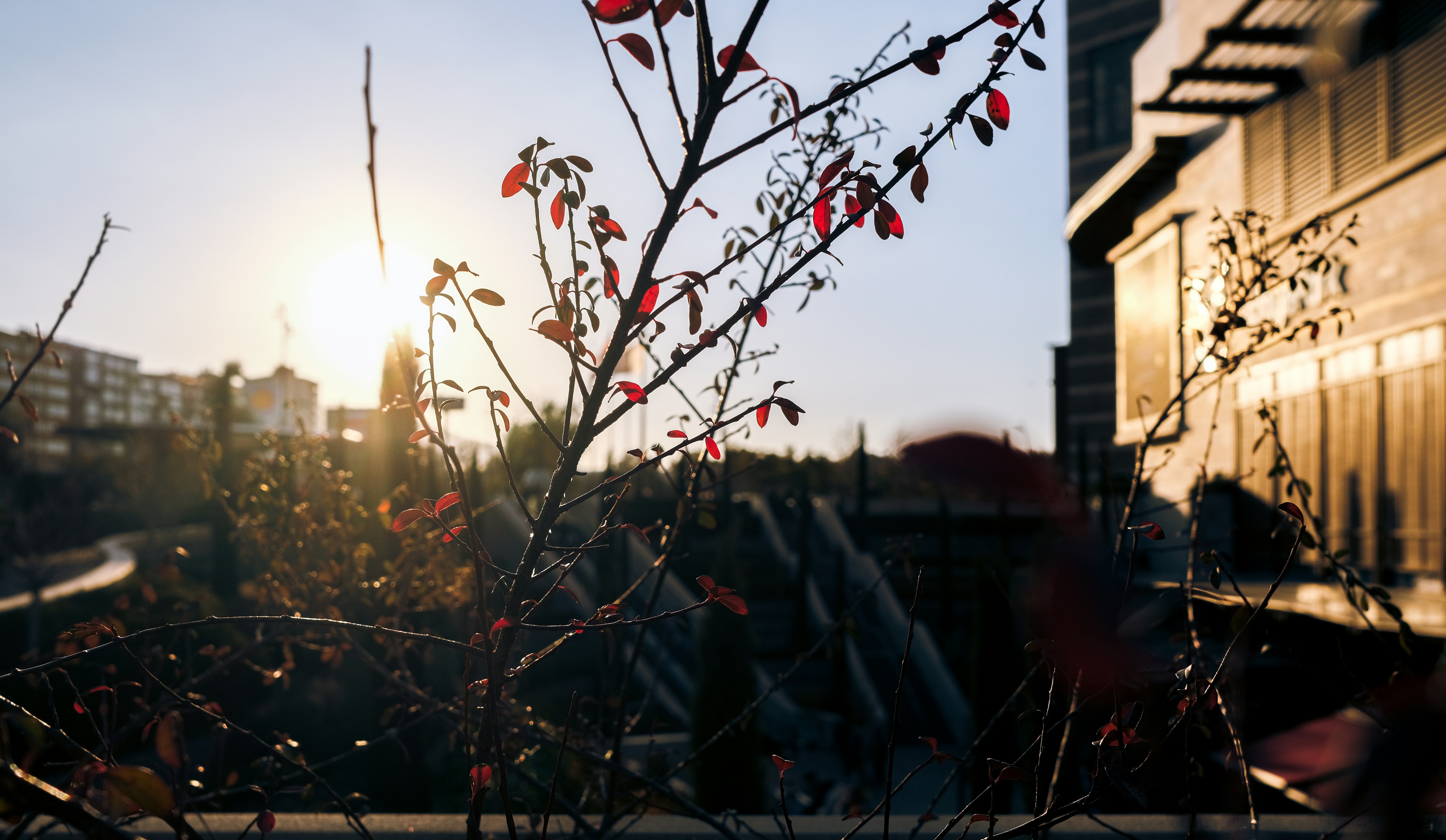 Tree with red leaves silhouetted against a city sunset, adjacent to a building.