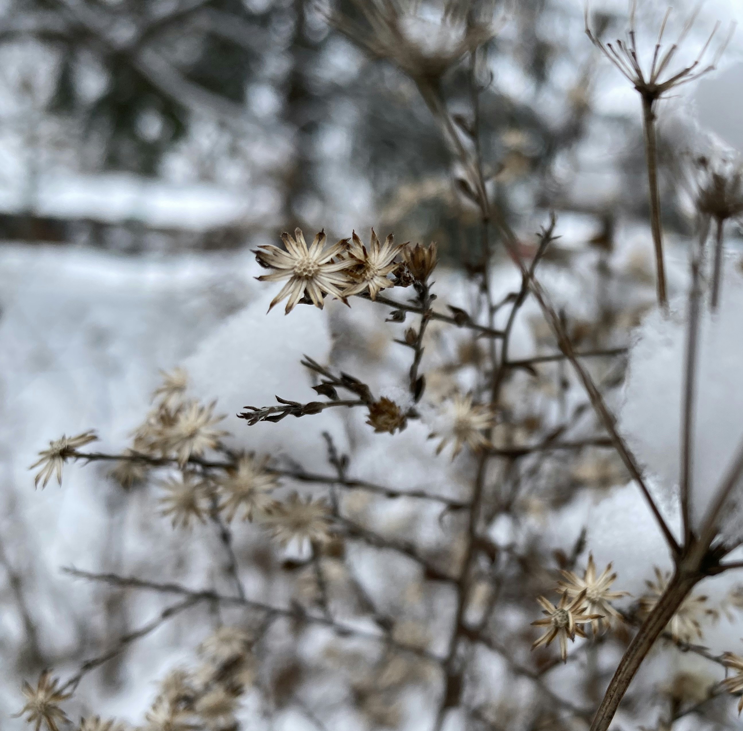 a close up of a plant with snow in the background