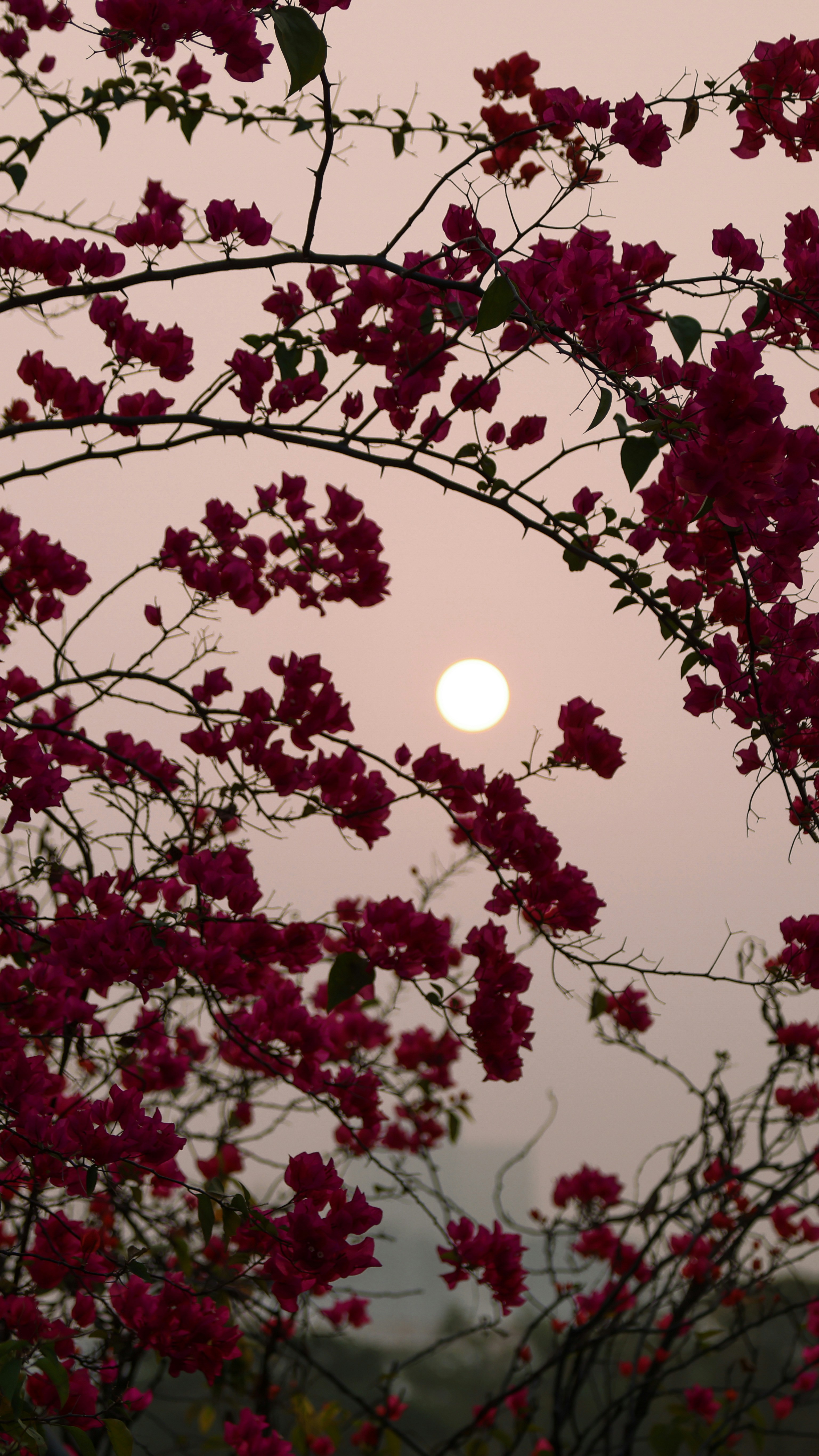 Photo by DL314 Lin with Canon EOS R5