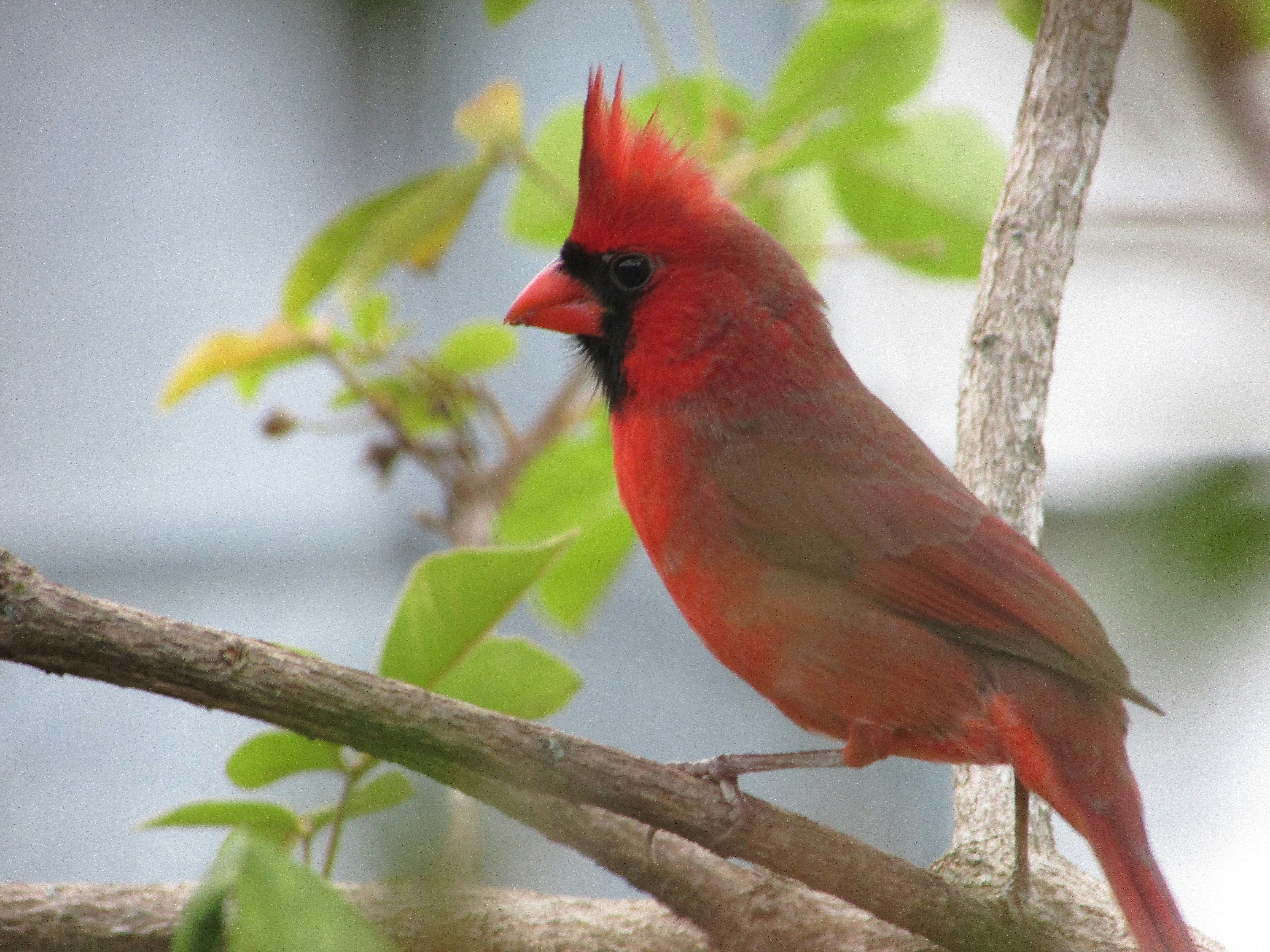 Vibrant cardinal perched on a branch amidst green foliage, showcasing its striking red plumage. A glimpse into nature's vivid palette.