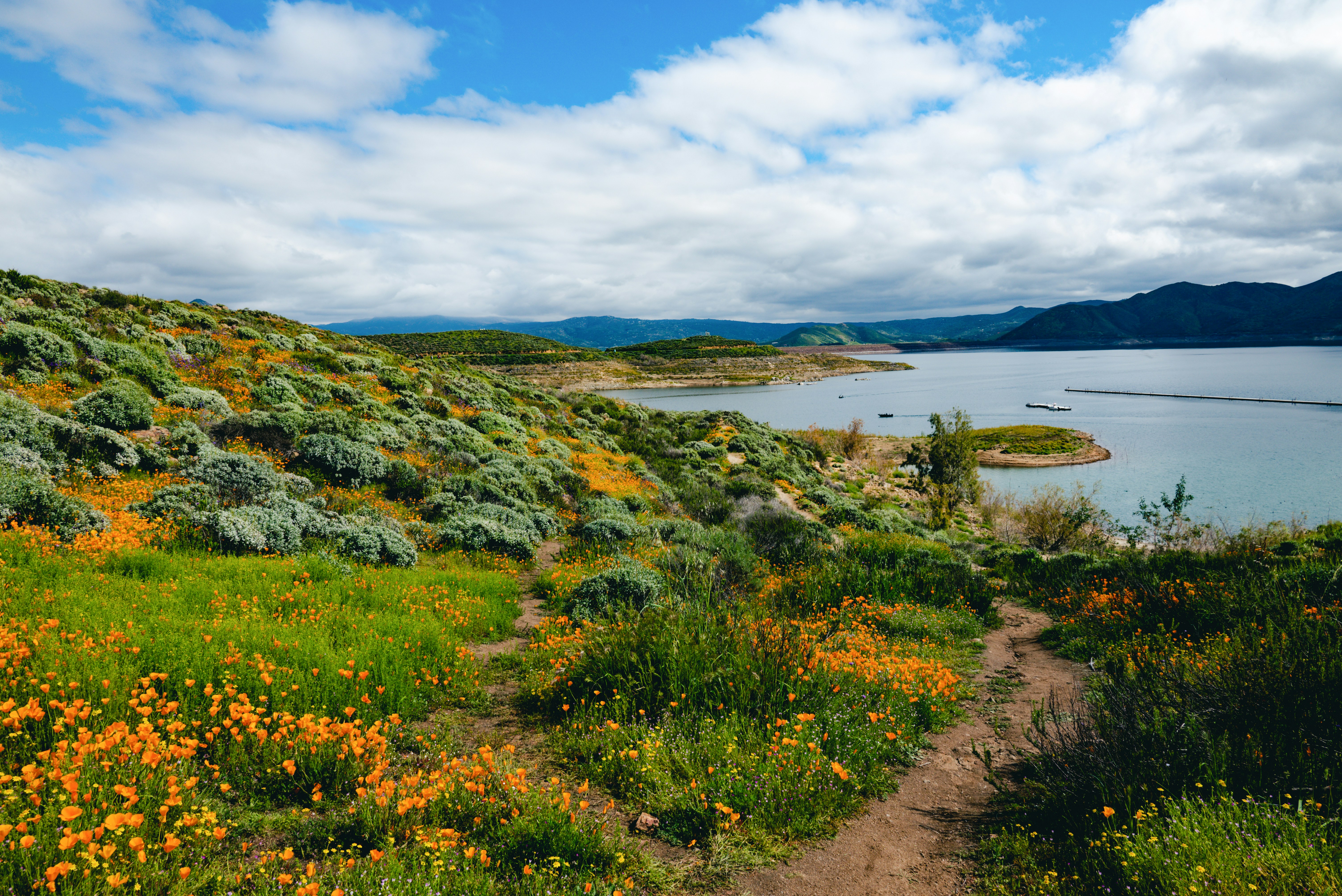A path leading to a body of water surrounded by wildflowers photo ...
