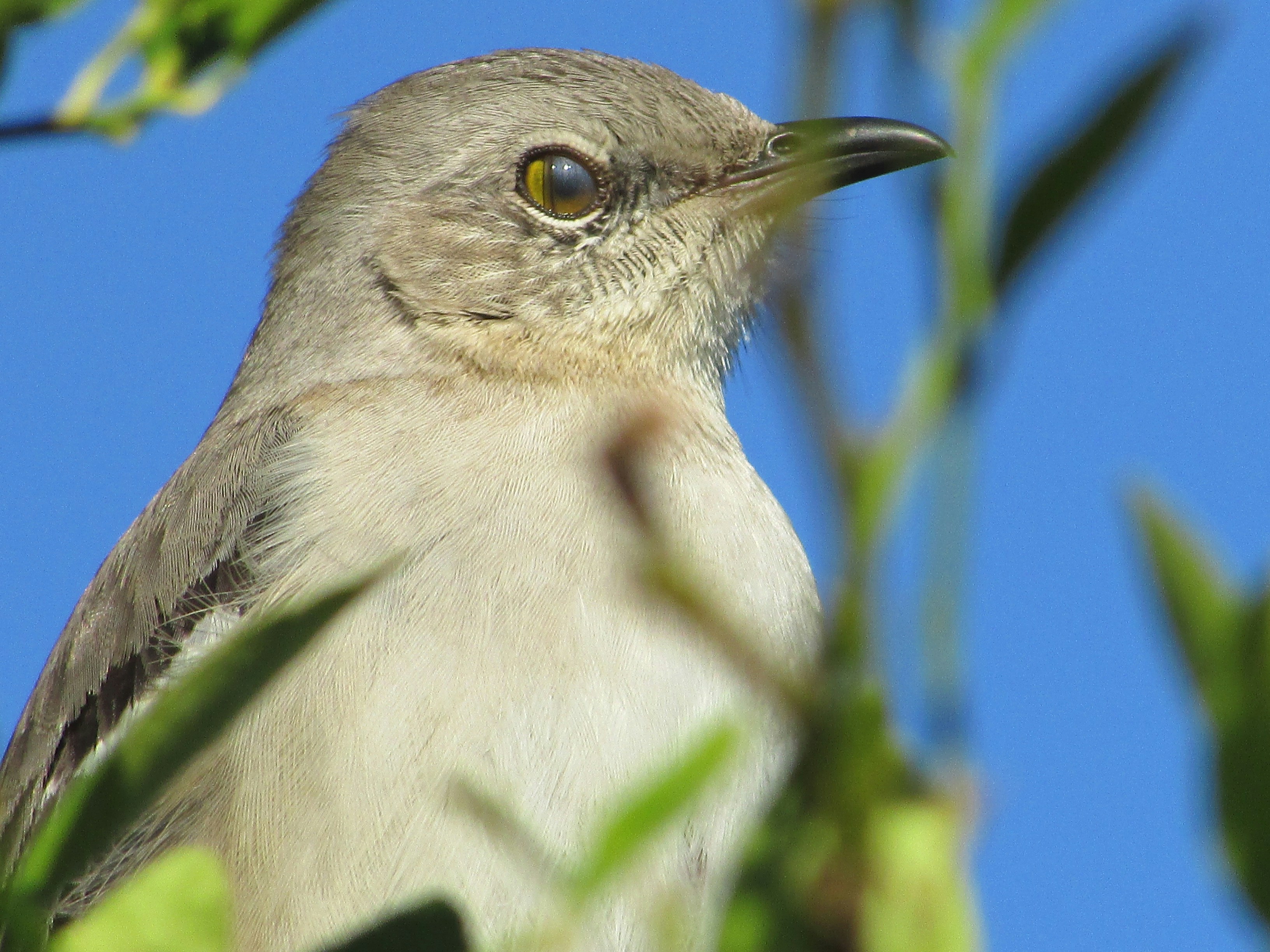 A detailed close-up of a mockingbird perched among green foliage, showcasing its distinctive features against a clear blue sky.