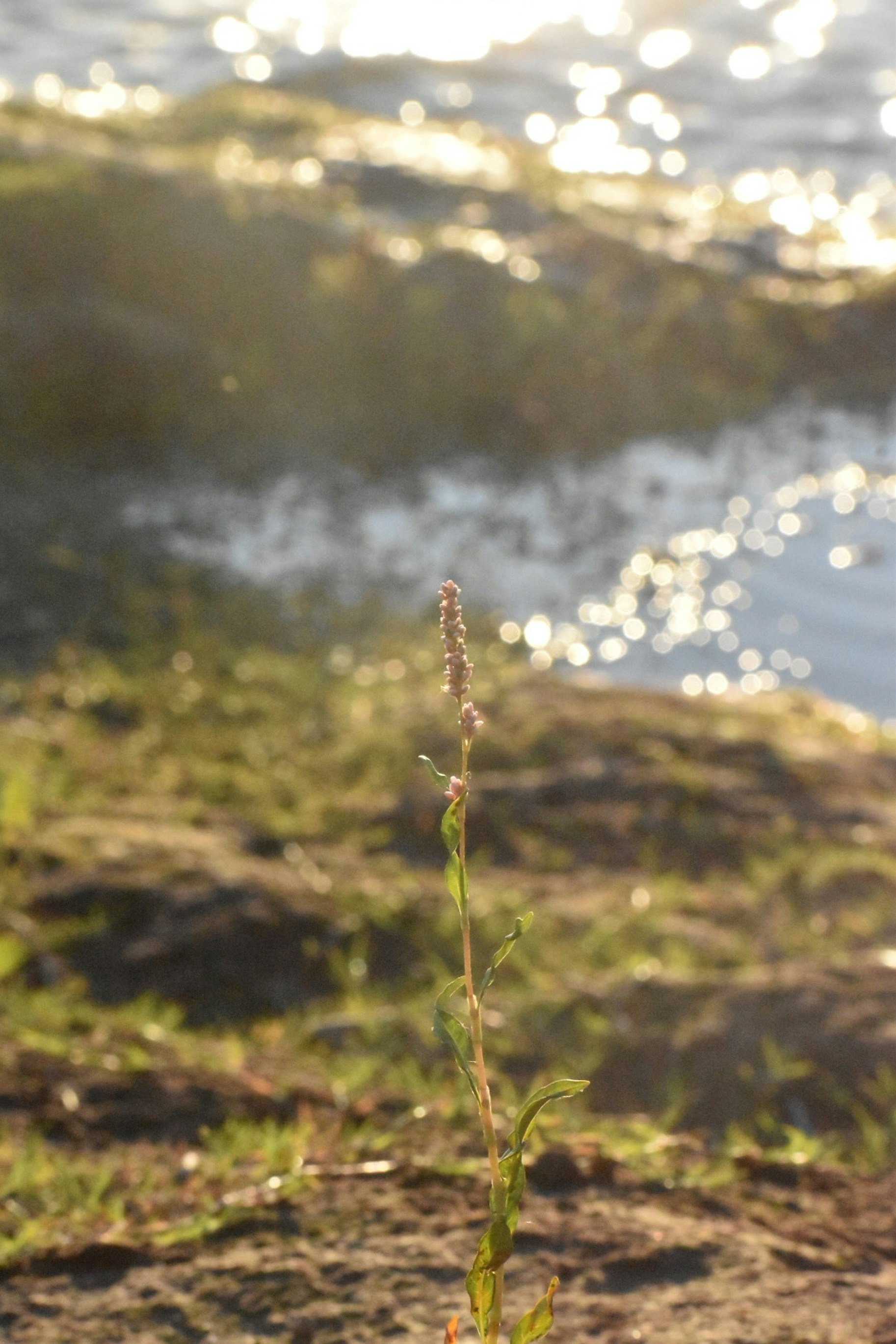 Lone Grass at Sunlit Shore: A Study in Light and Quiet Detail