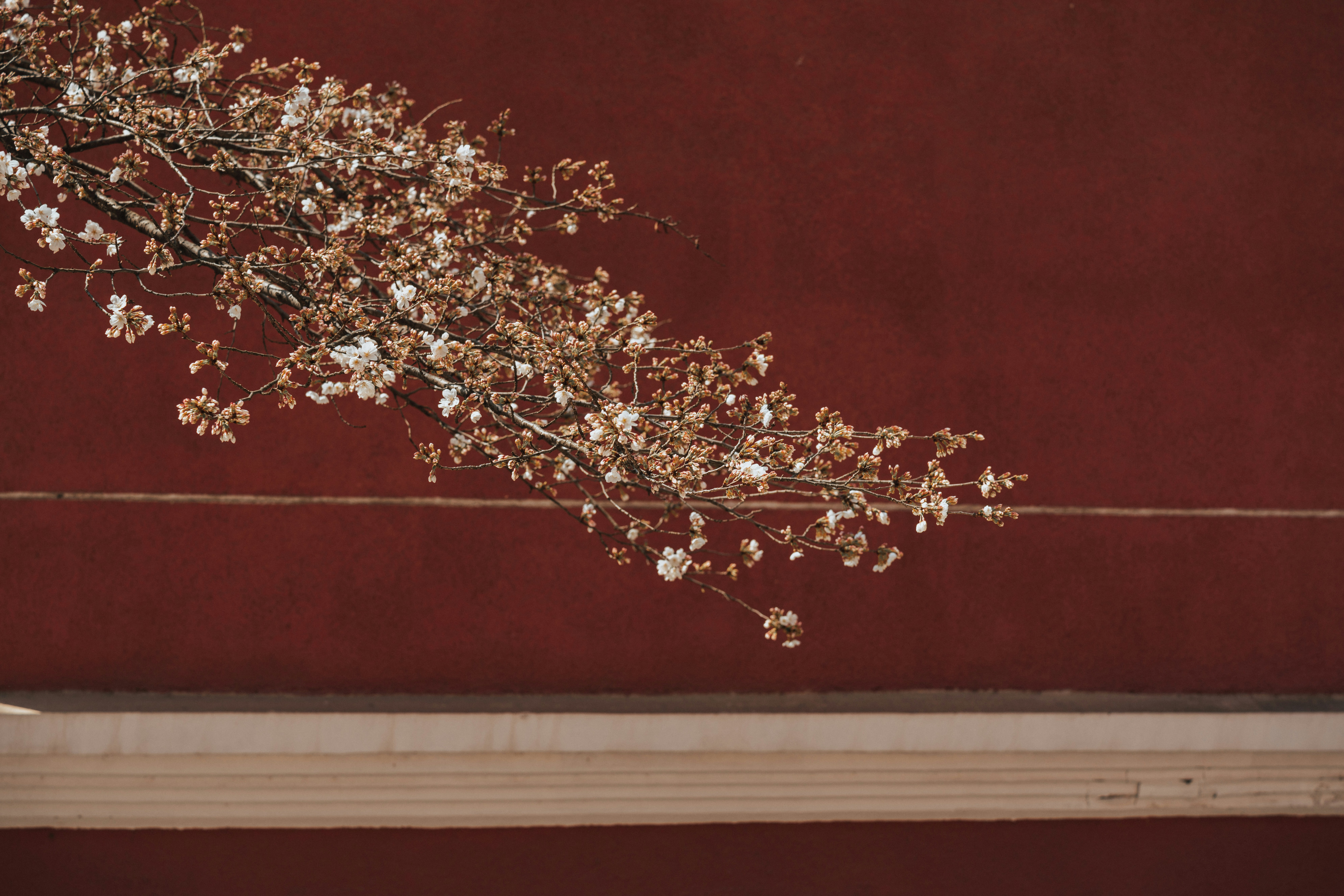 a tree branch with white flowers in front of a red wall