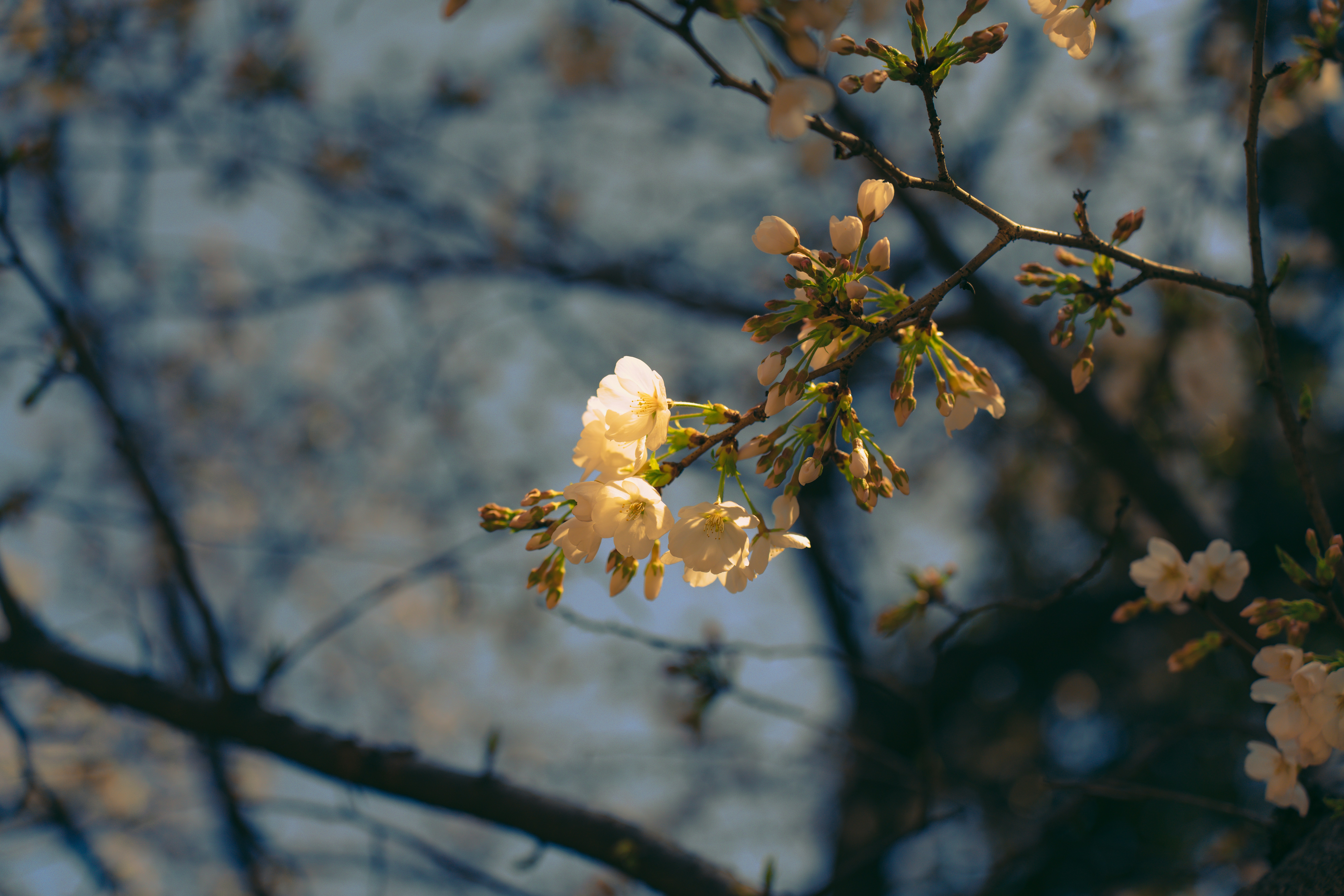 a white flower is blooming on a tree