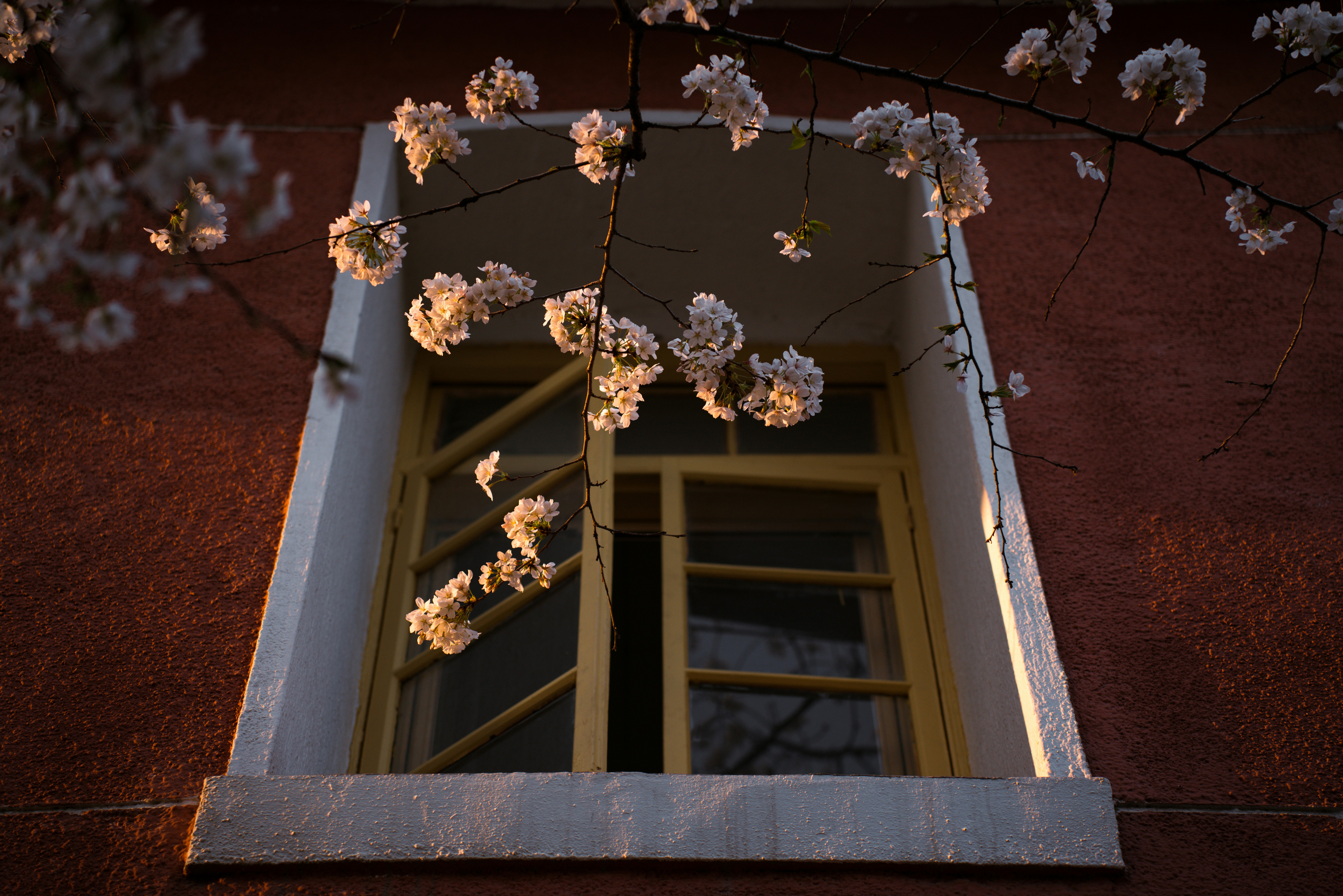 a window that has a bunch of flowers on it