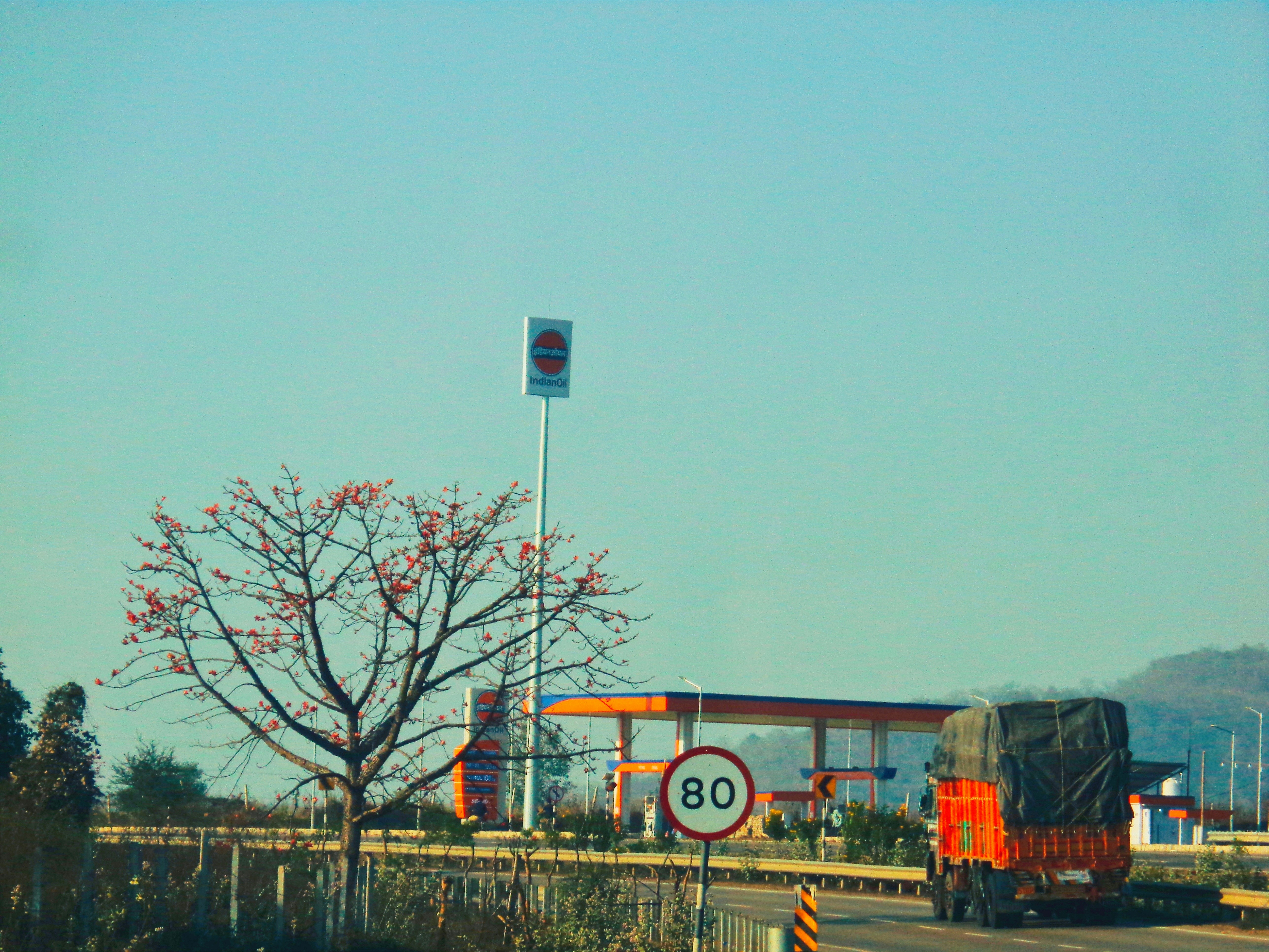 A vibrant tree stands beside a highway, with a fuel station visible in the background and a speed limit sign indicating 80 km/h.