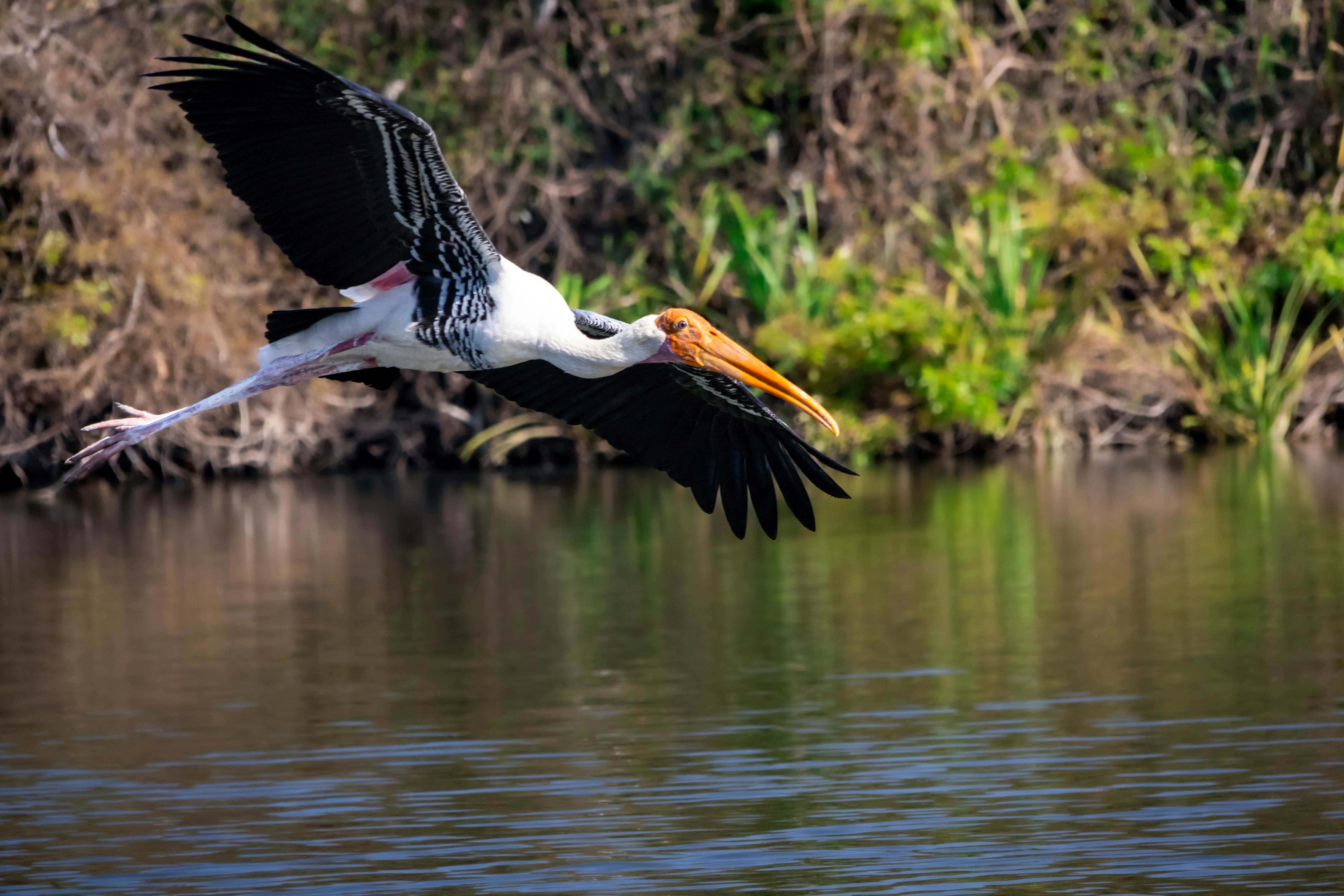 A stork soaring gracefully above a tranquil body of water, showcasing its impressive wingspan against a backdrop of lush greenery.