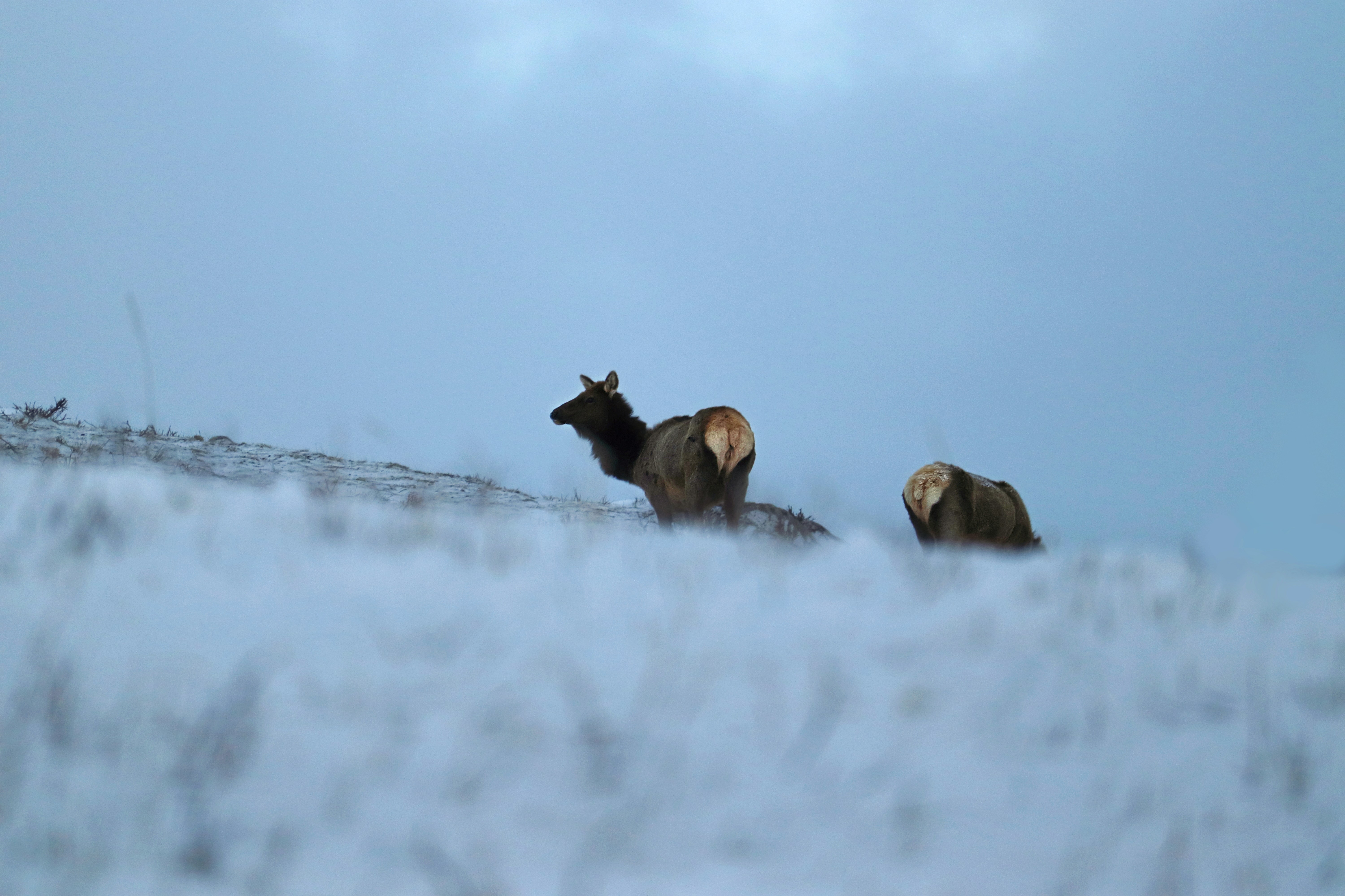 Two Horses on a Frosted Ridge Beneath a Pale Winter Sky