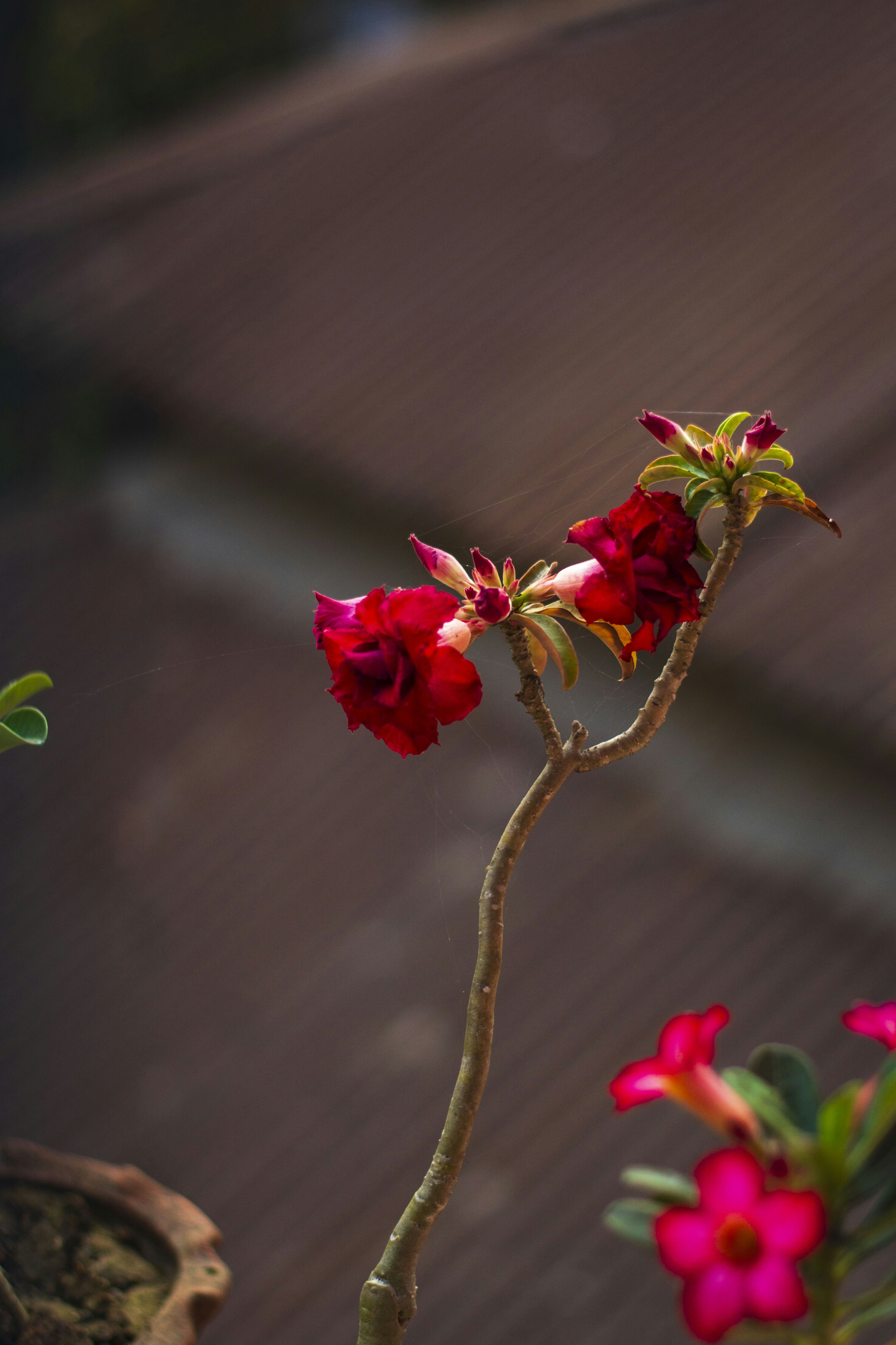 Crimson Blooms on a Winding Stem: A Portrait in Soft Focus