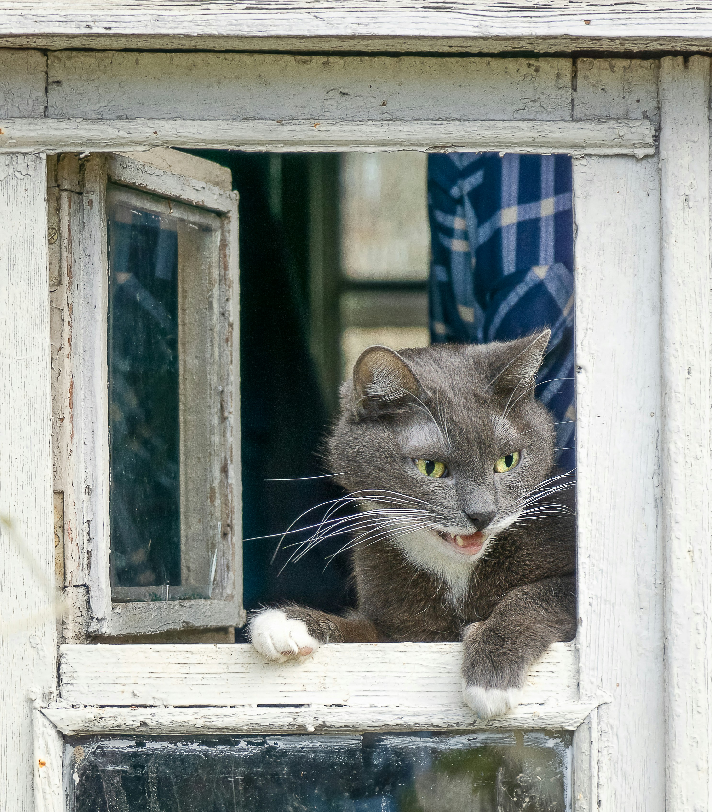 A gray and white cat looking out of a window photo – Free Image on Unsplash