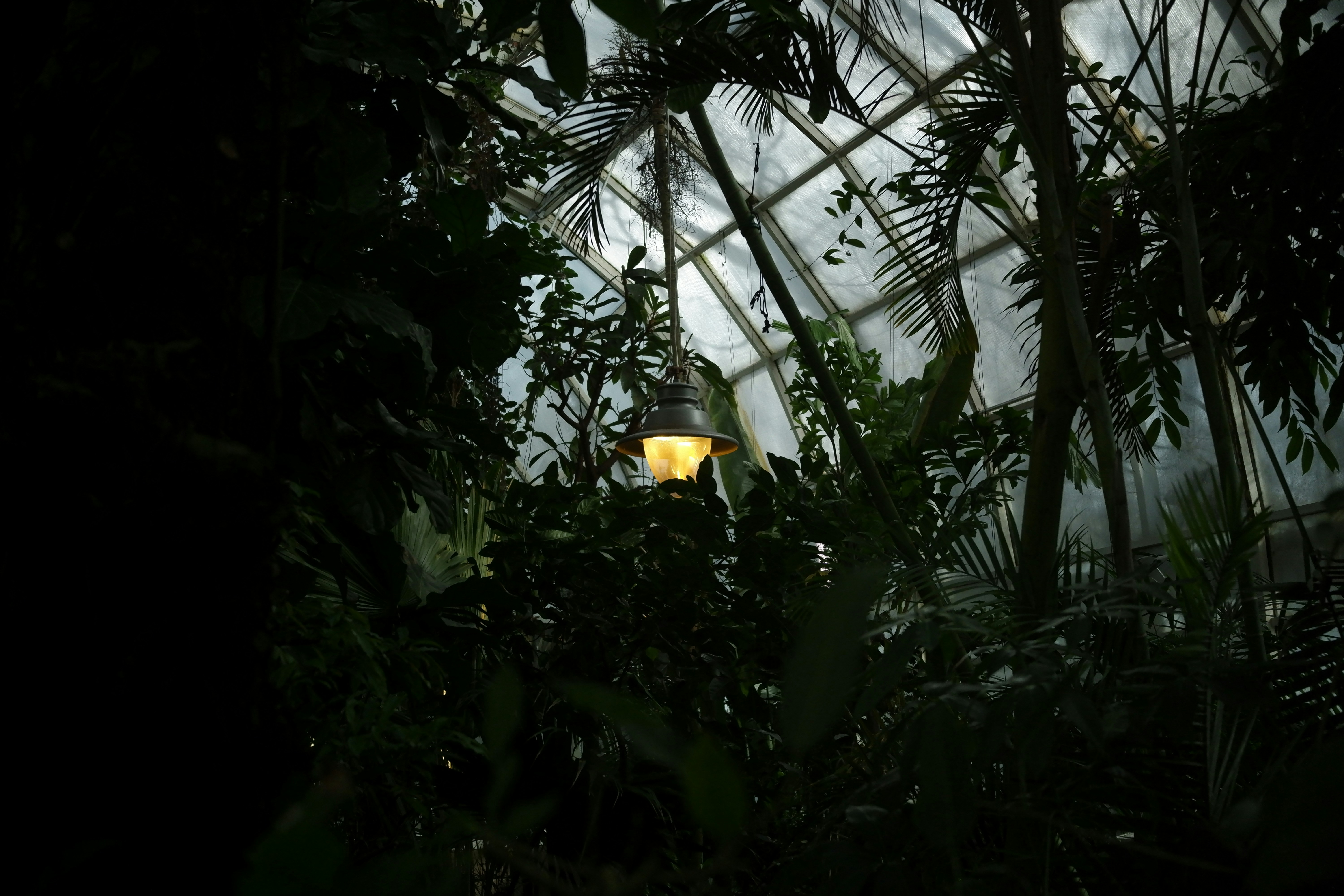 Lantern Amid Leaves: A Quiet Glow in the Glasshouse