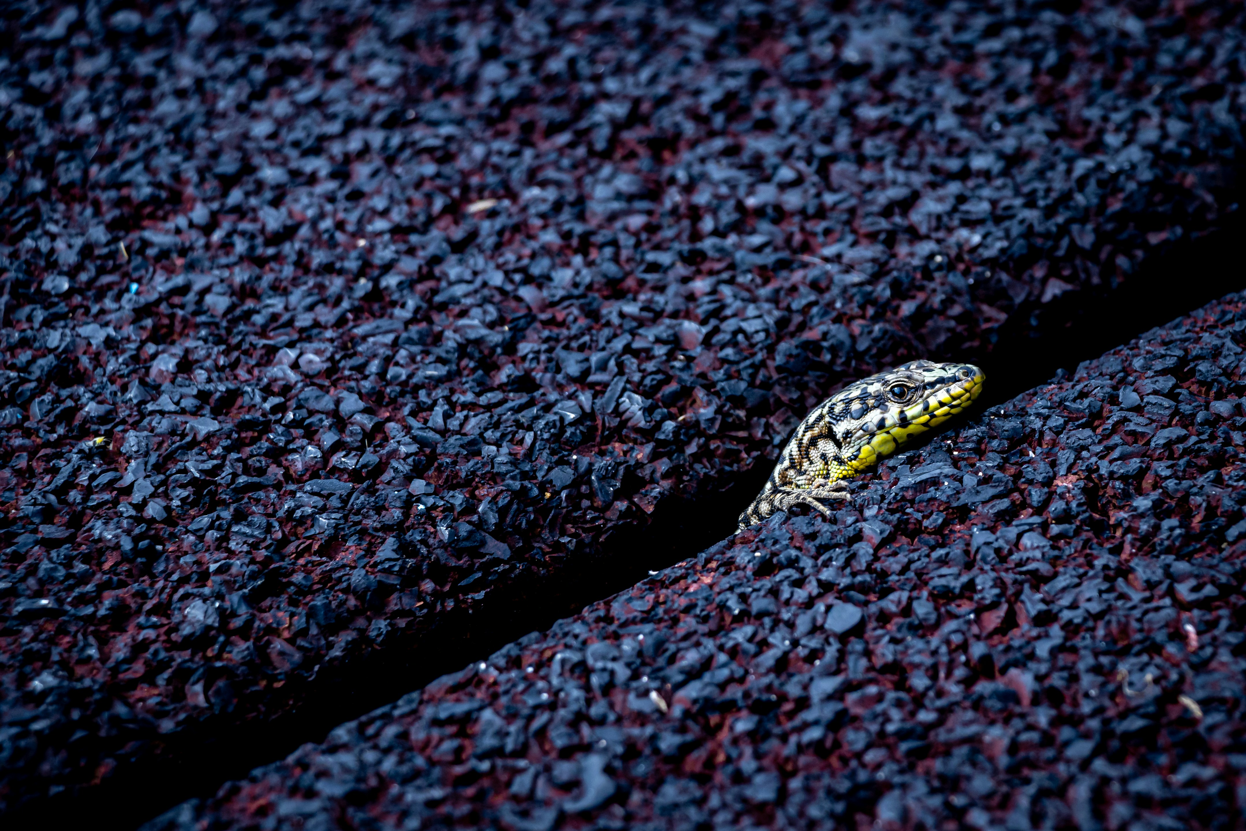 Photo by Joao with Canon EOS R10