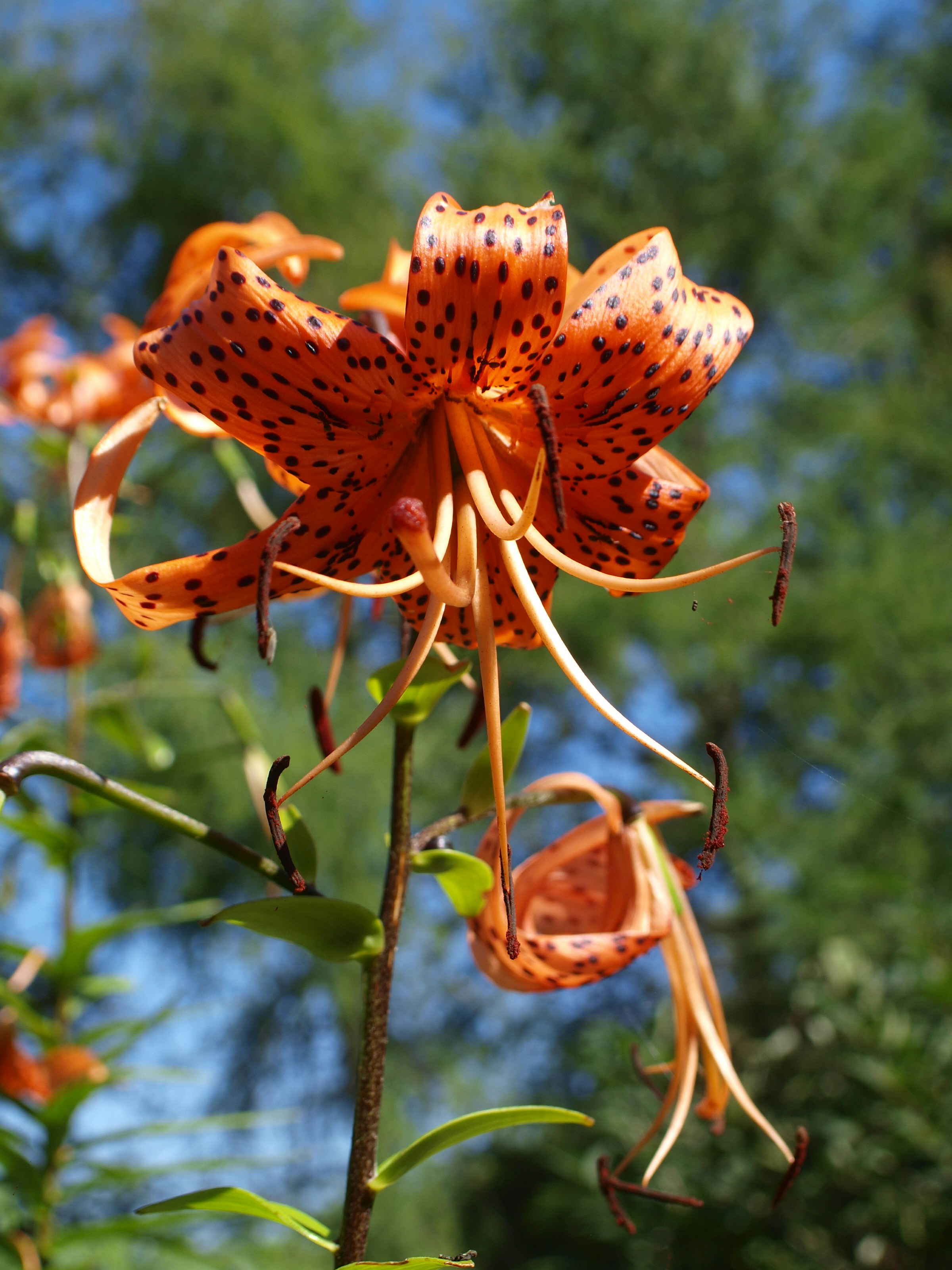 Close-up of a spotted orange tiger lily in bright sunlight, with a softly blurred green background.