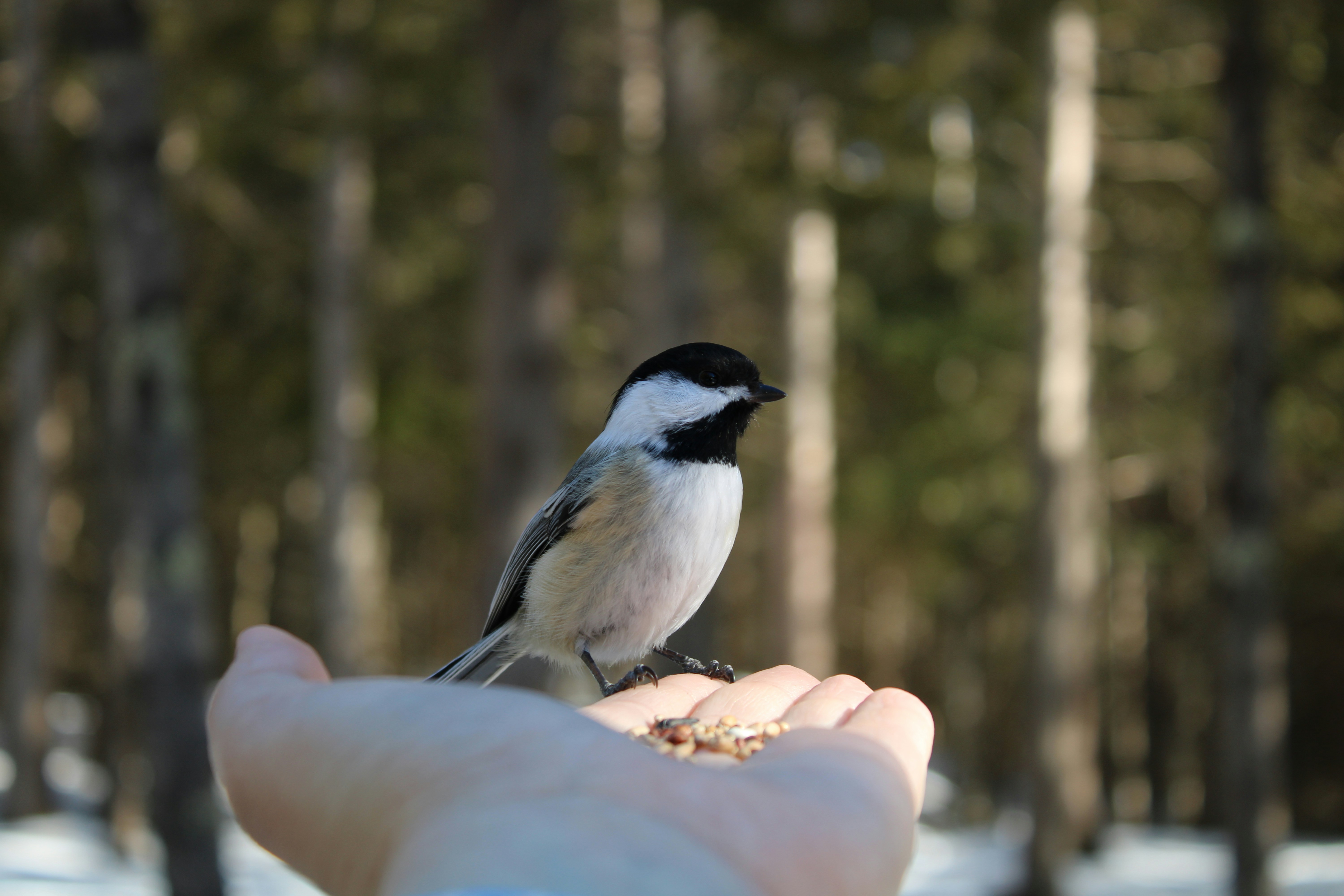 a small bird perched on a persons hand