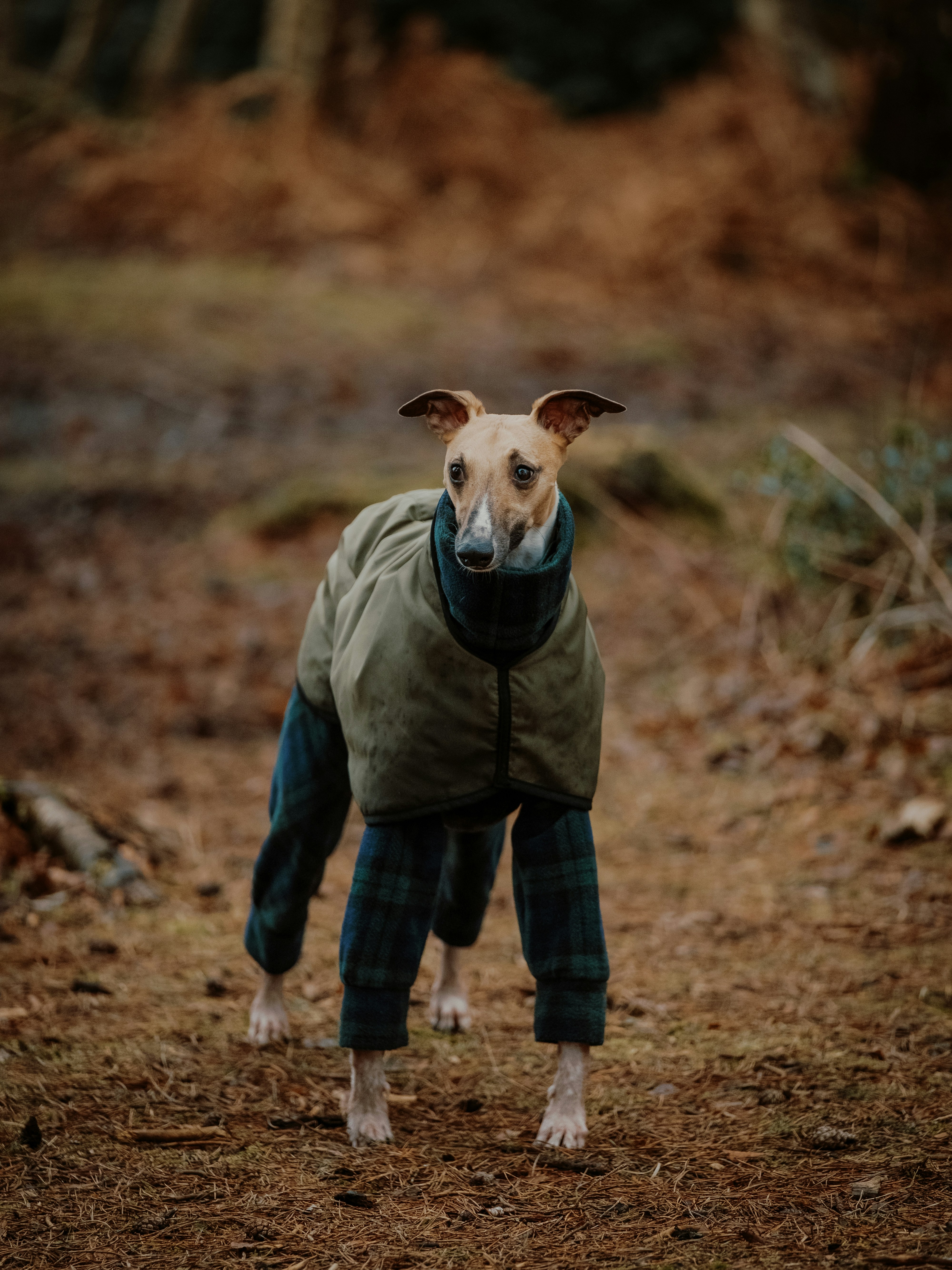 a small dog wearing a jacket and pants